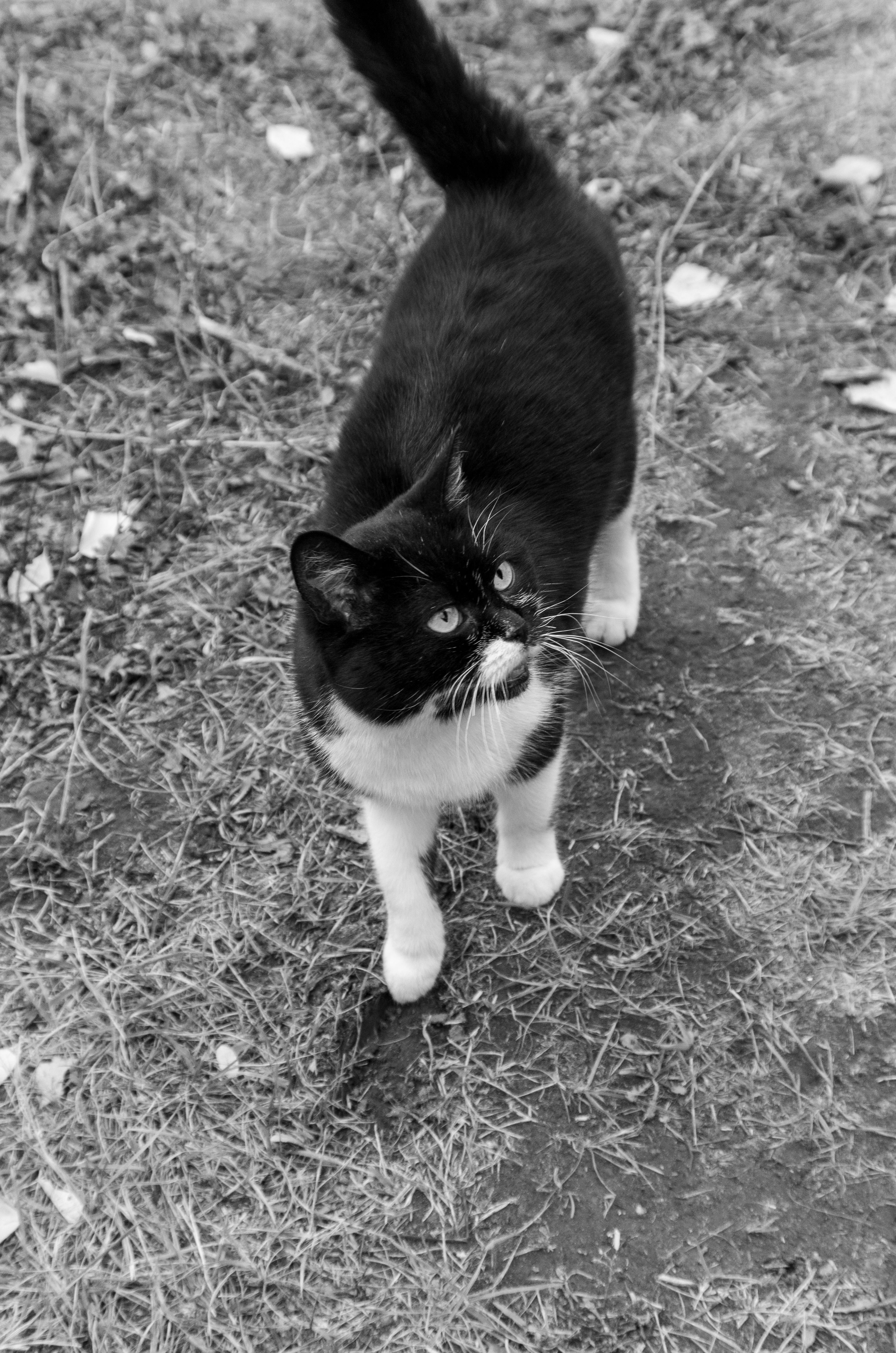 Black And White Cat Photos, Download The BEST Free Black And White Cat ...