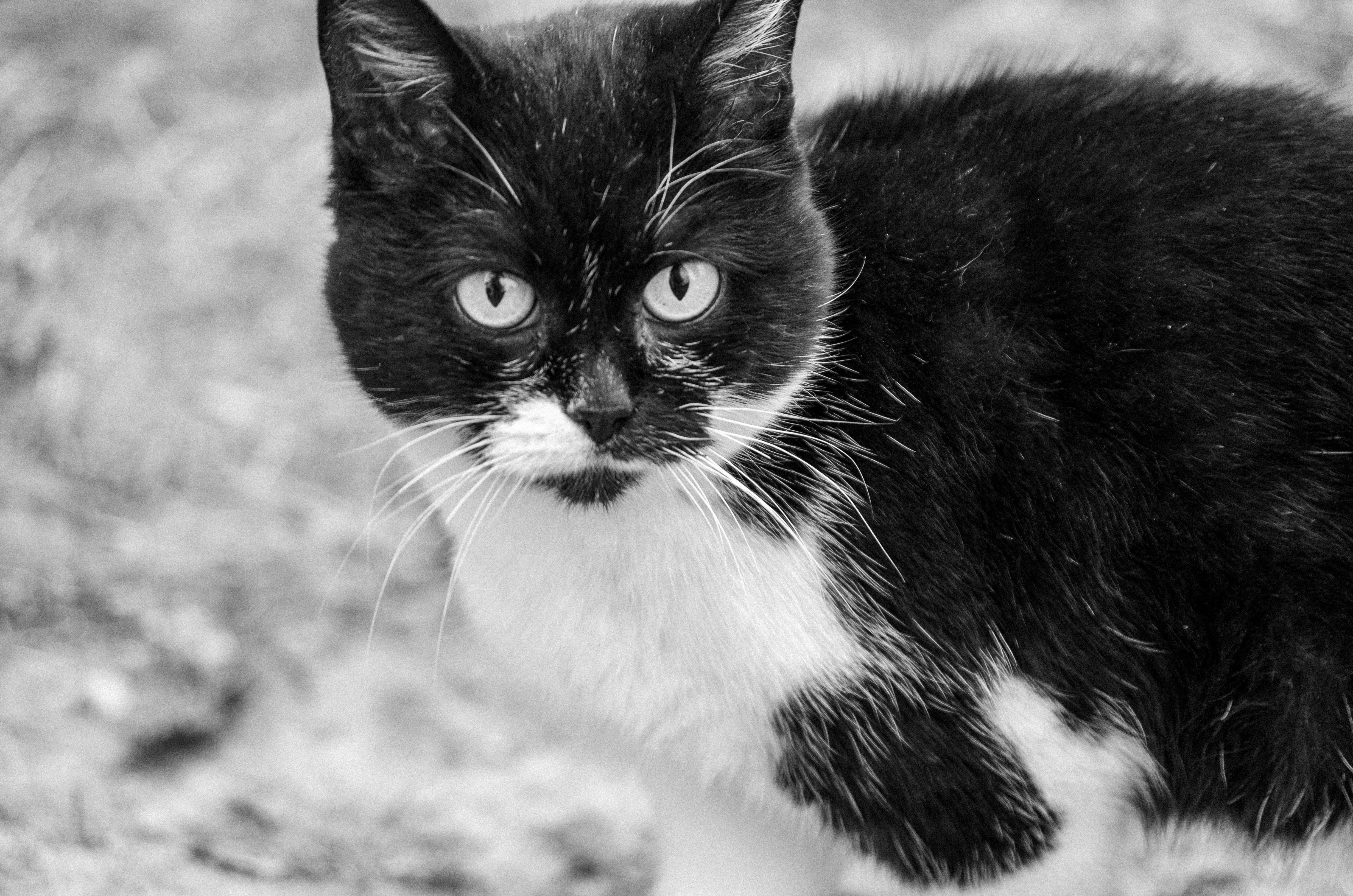 Majestic Black and White Cat Portrait Outdoors · Free Stock Photo