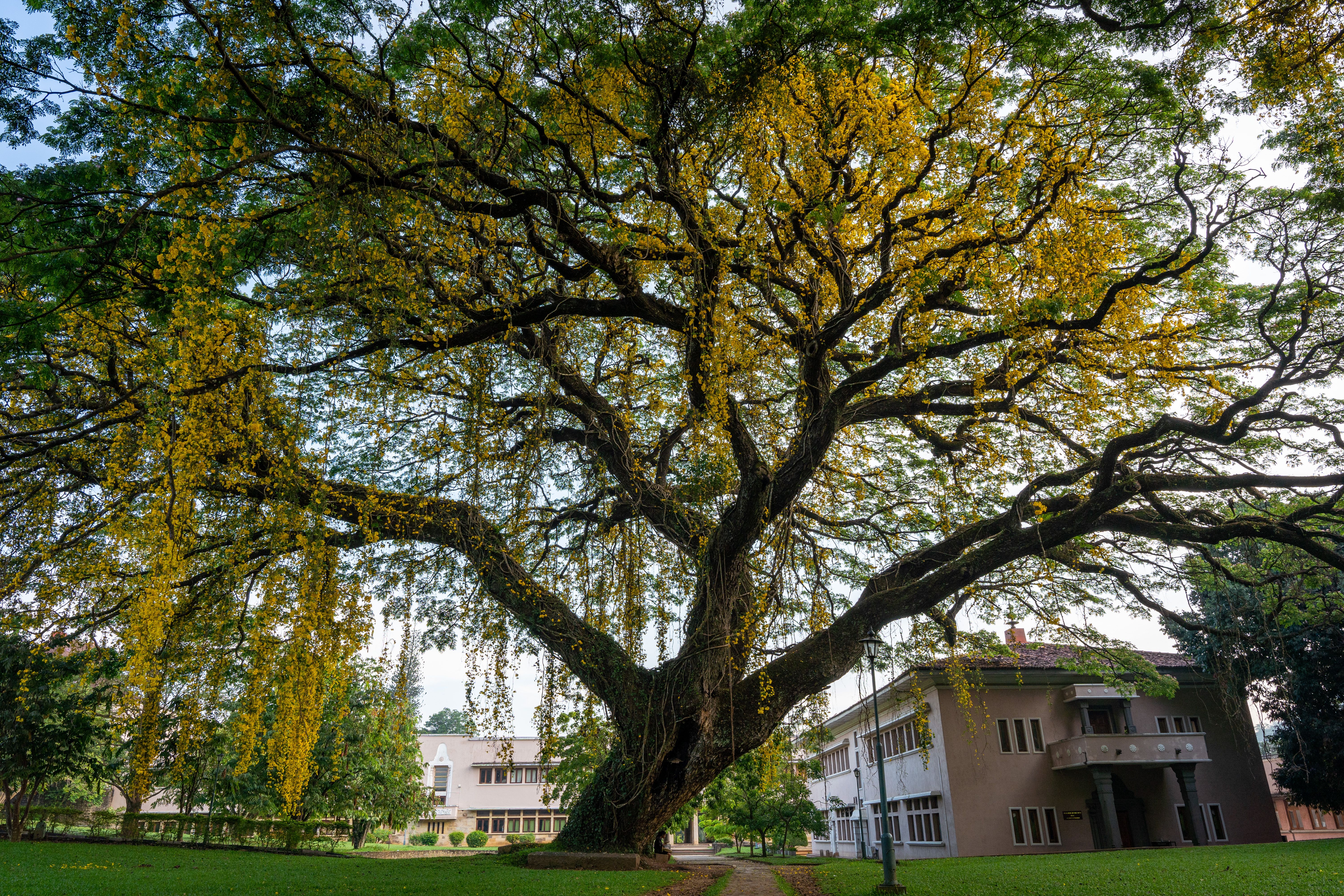 Majestic Cassia Fistula Tree at University Campus · Free Stock Photo