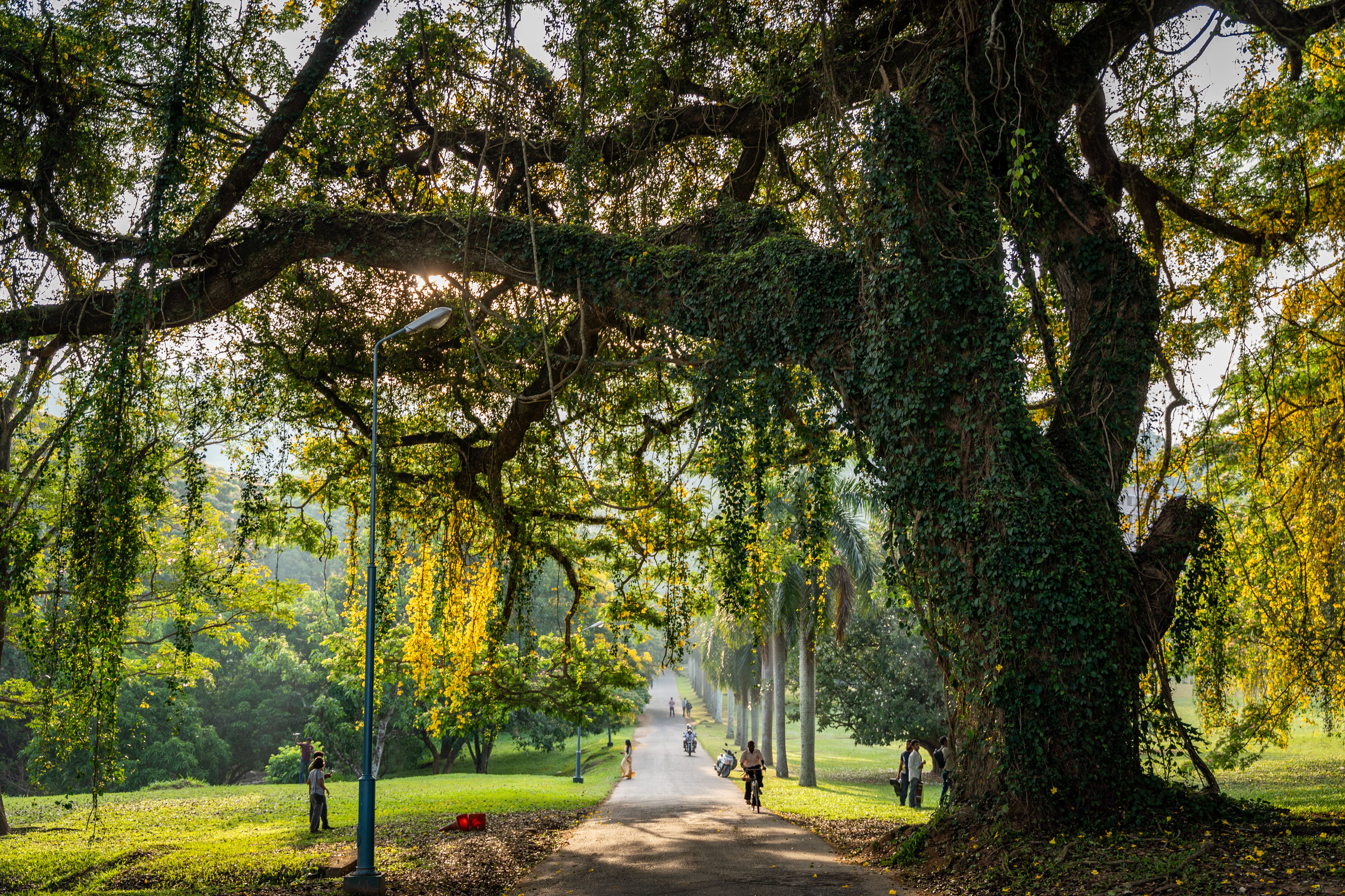 Scenic Pathway in the University of Peradeniya · Free Stock Photo