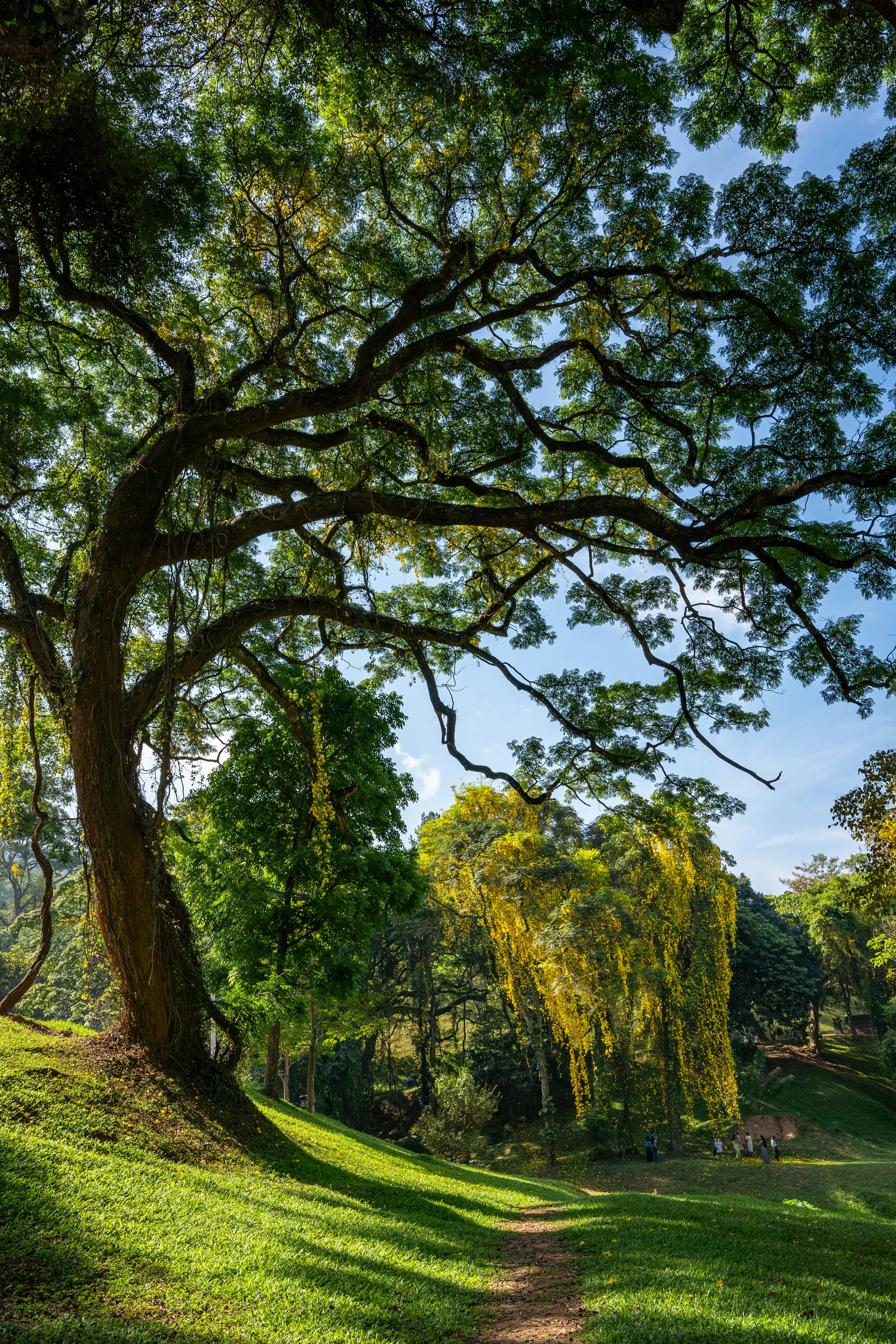 Pera University Photos, Download The BEST Free Pera University Stock ...