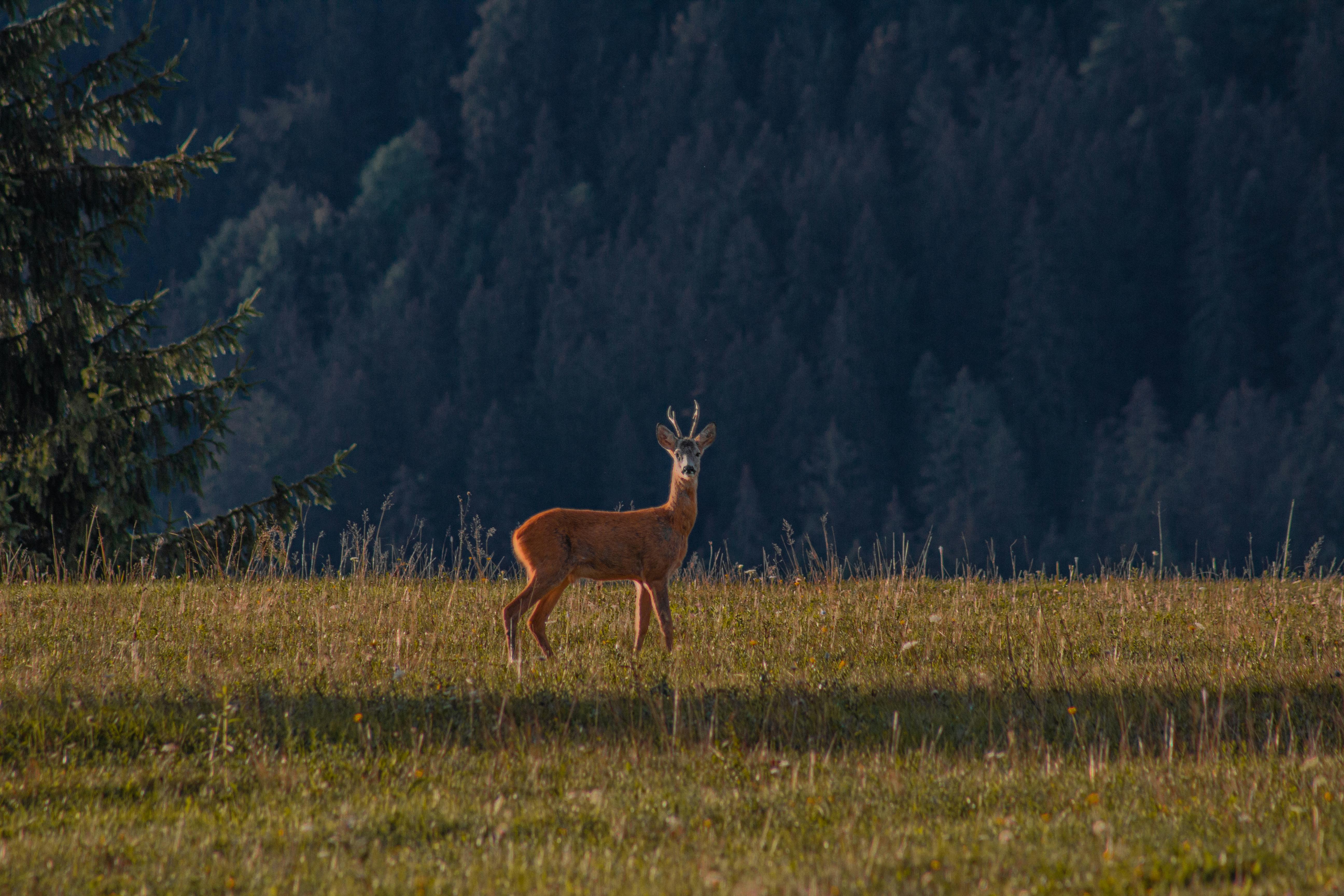Wild Deer Grazing in Romanian Forest Landscape · Free Stock Photo