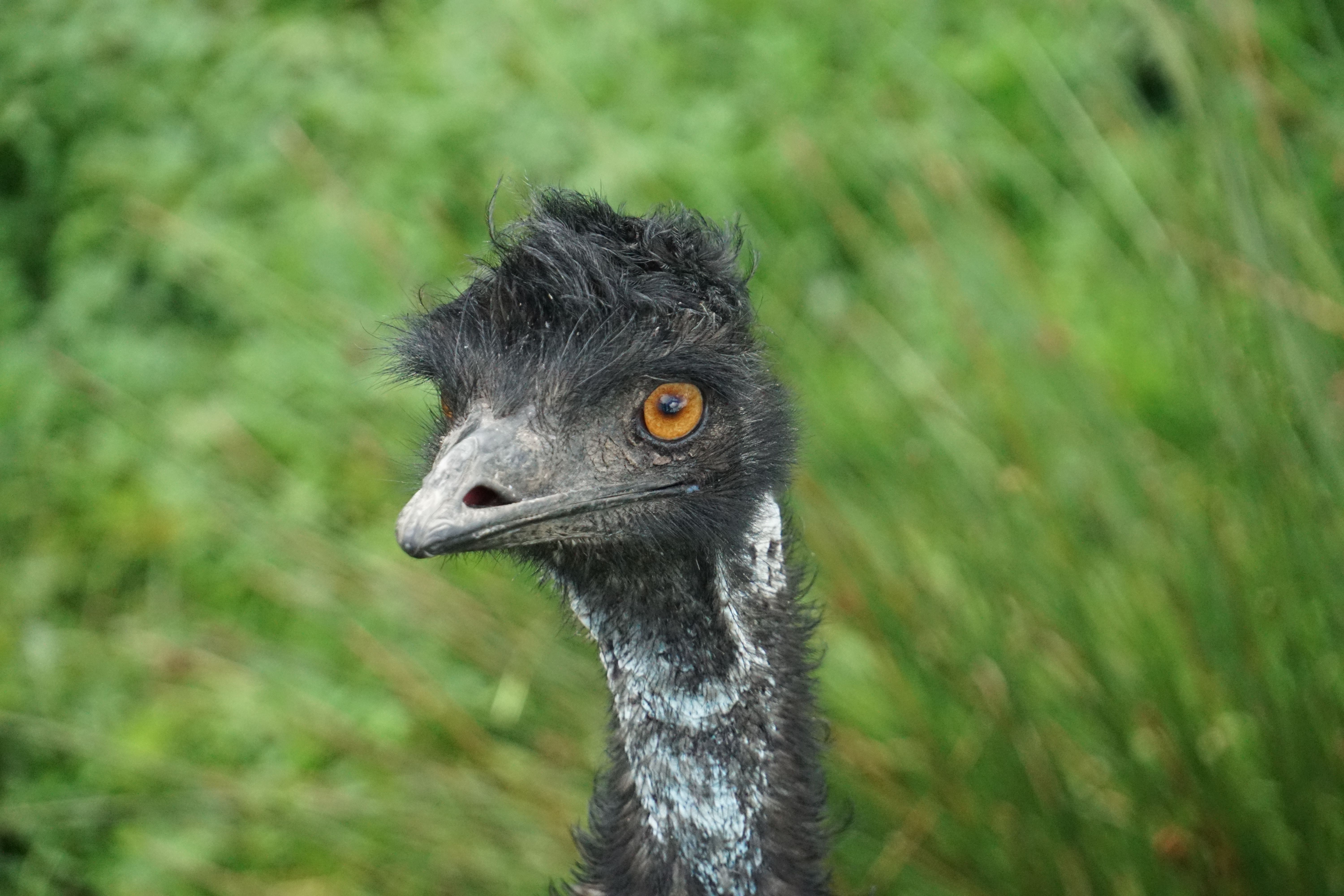 An Ostrich in Close-up Photography · Free Stock Photo