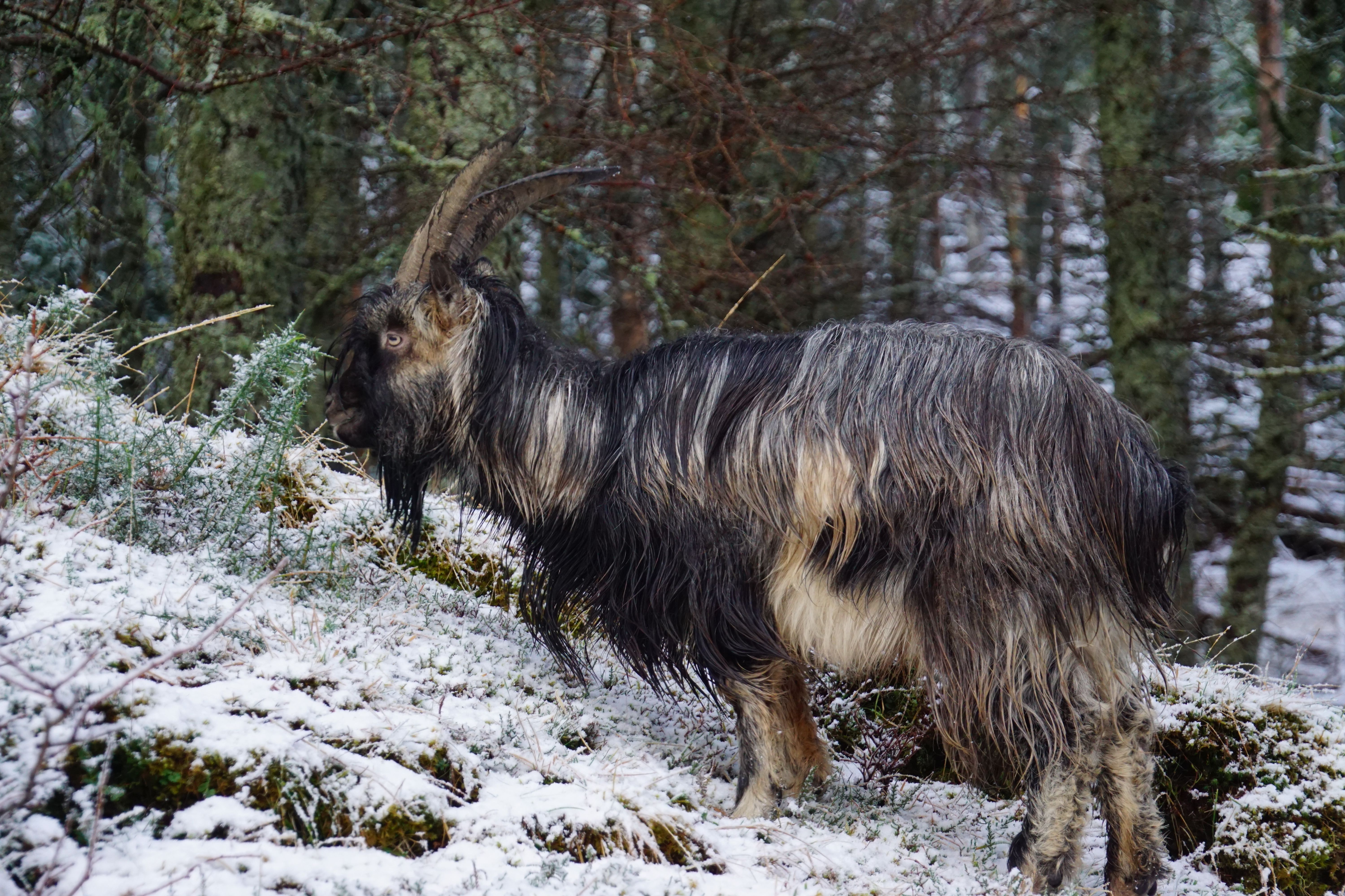 Alpine Goat in Winter Forest Scene · Free Stock Photo