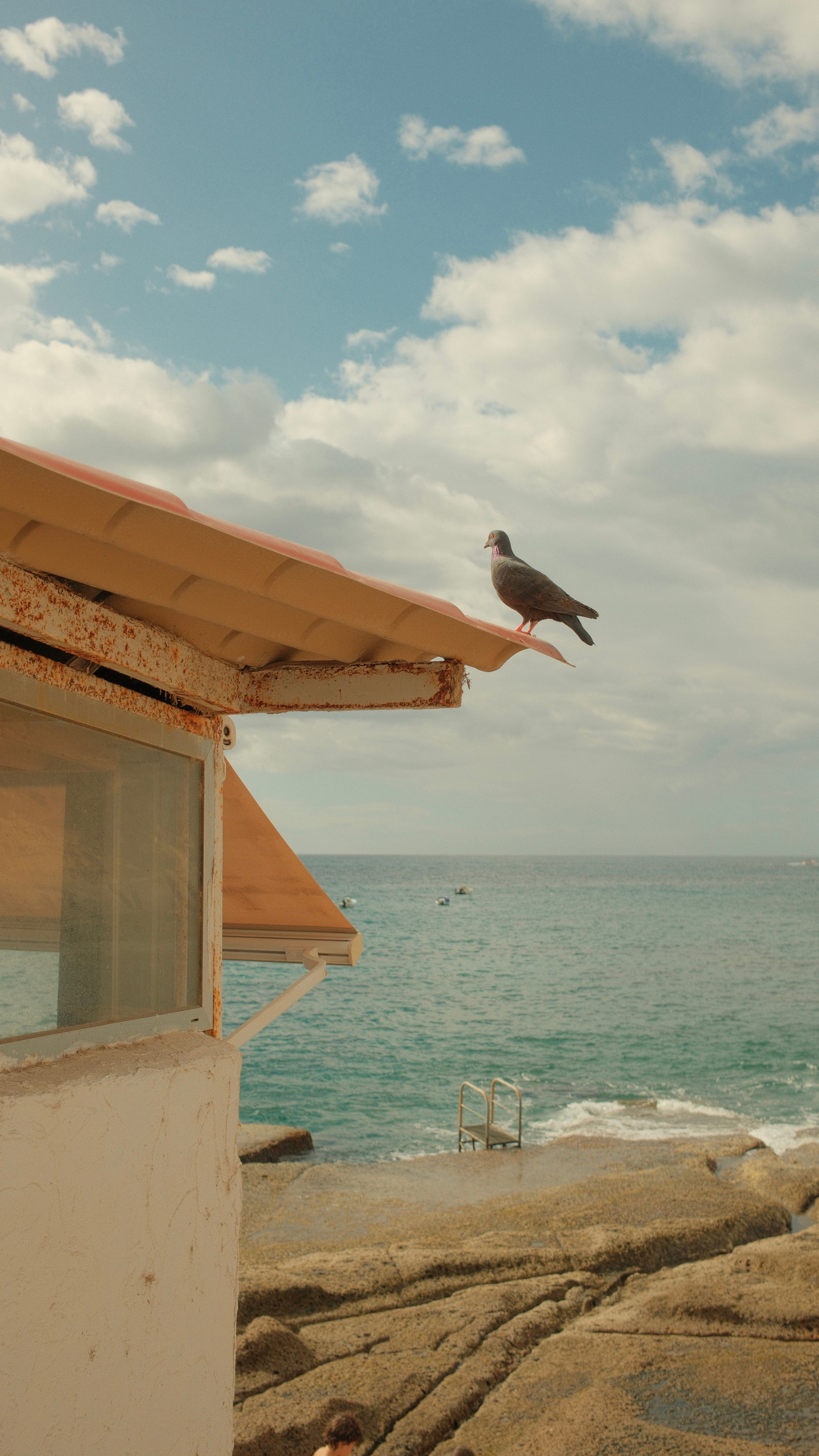 Cloud Pigeon Photos, Download The BEST Free Cloud Pigeon Stock Photos ...