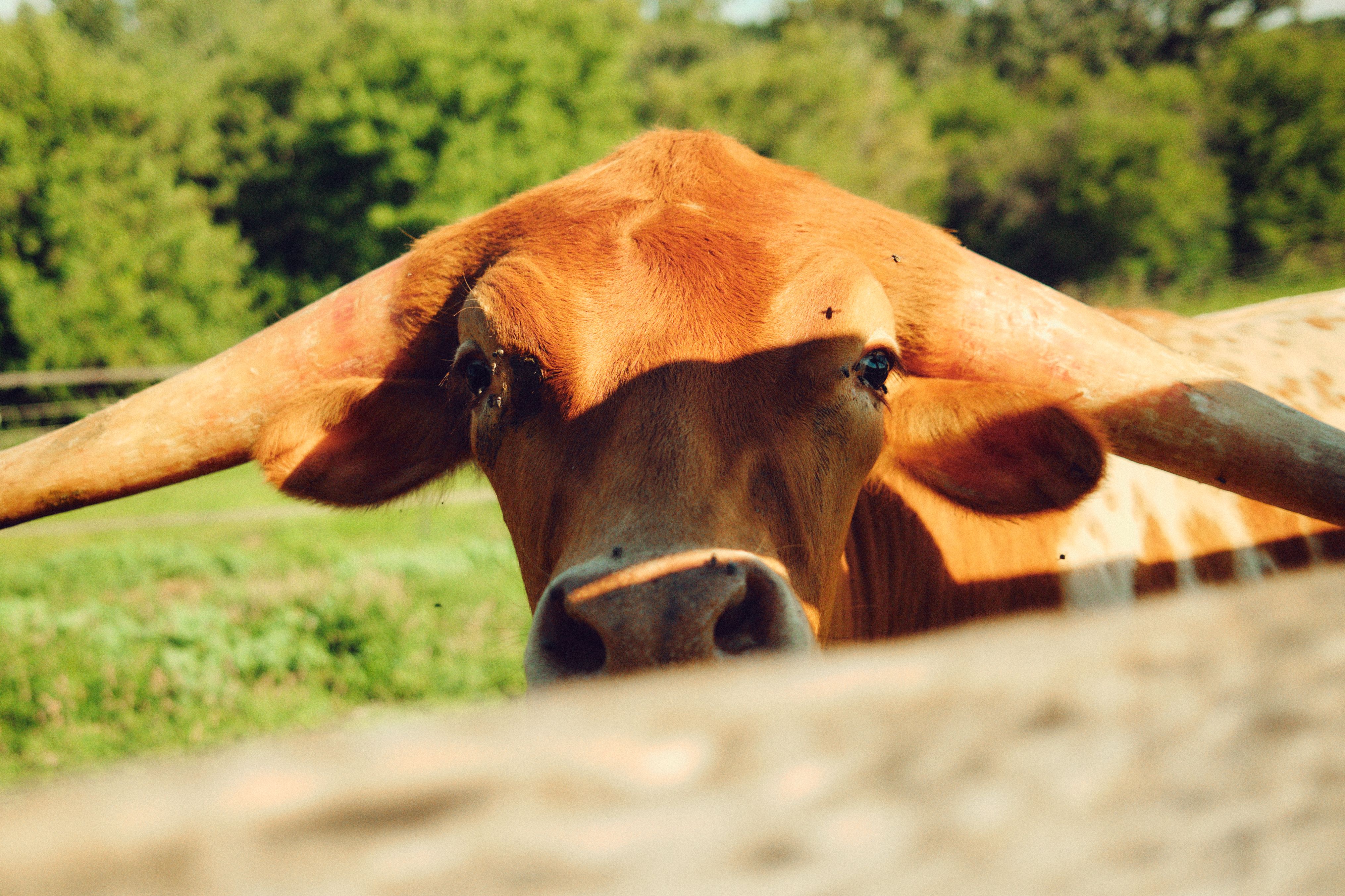 Close-Up of Texas Longhorn Cow in Wisconsin Field · Free Stock Photo