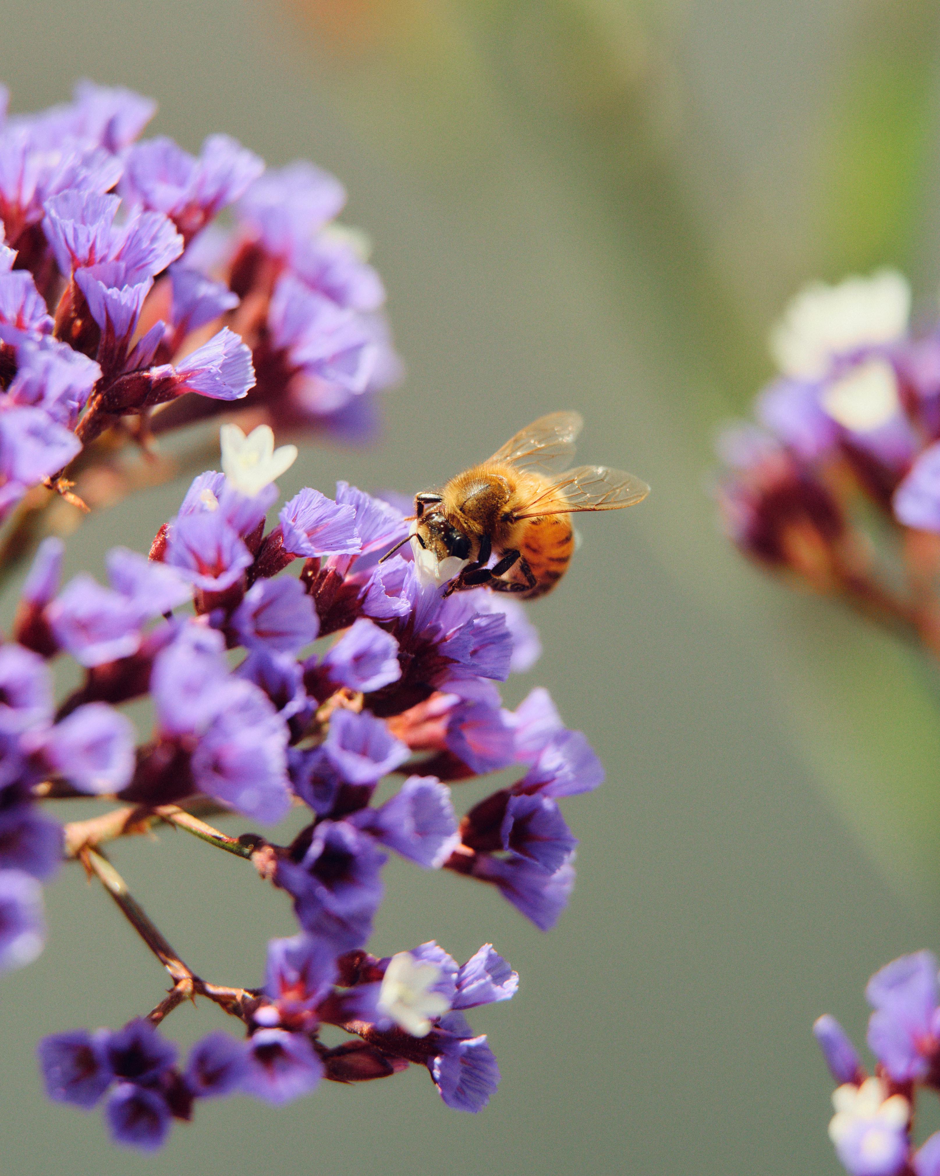 Abeja En Un Arbusto De Flores Moradas · Foto de stock gratuita