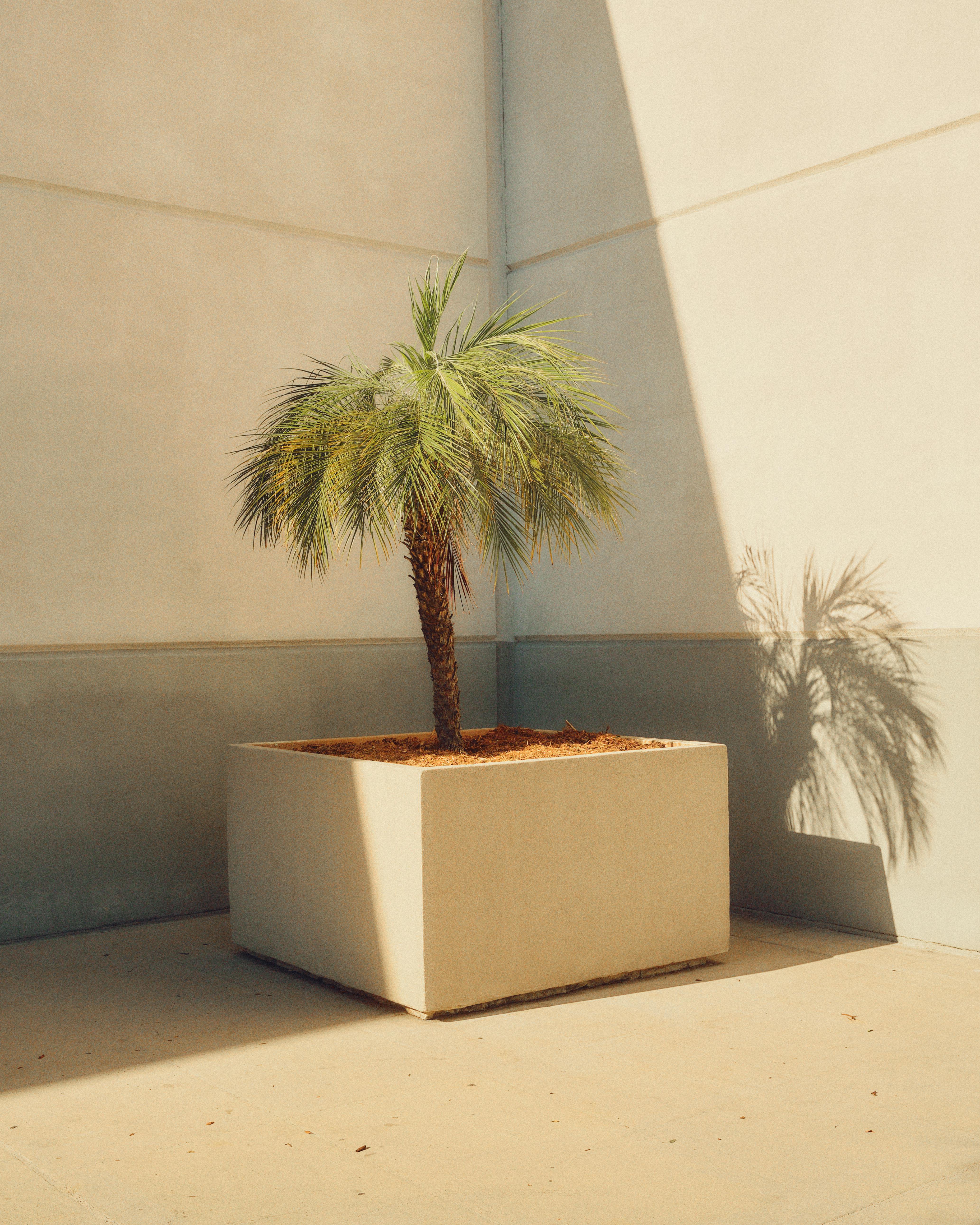 Minimalist Palm Tree with Afternoon Shadows · Free Stock Photo