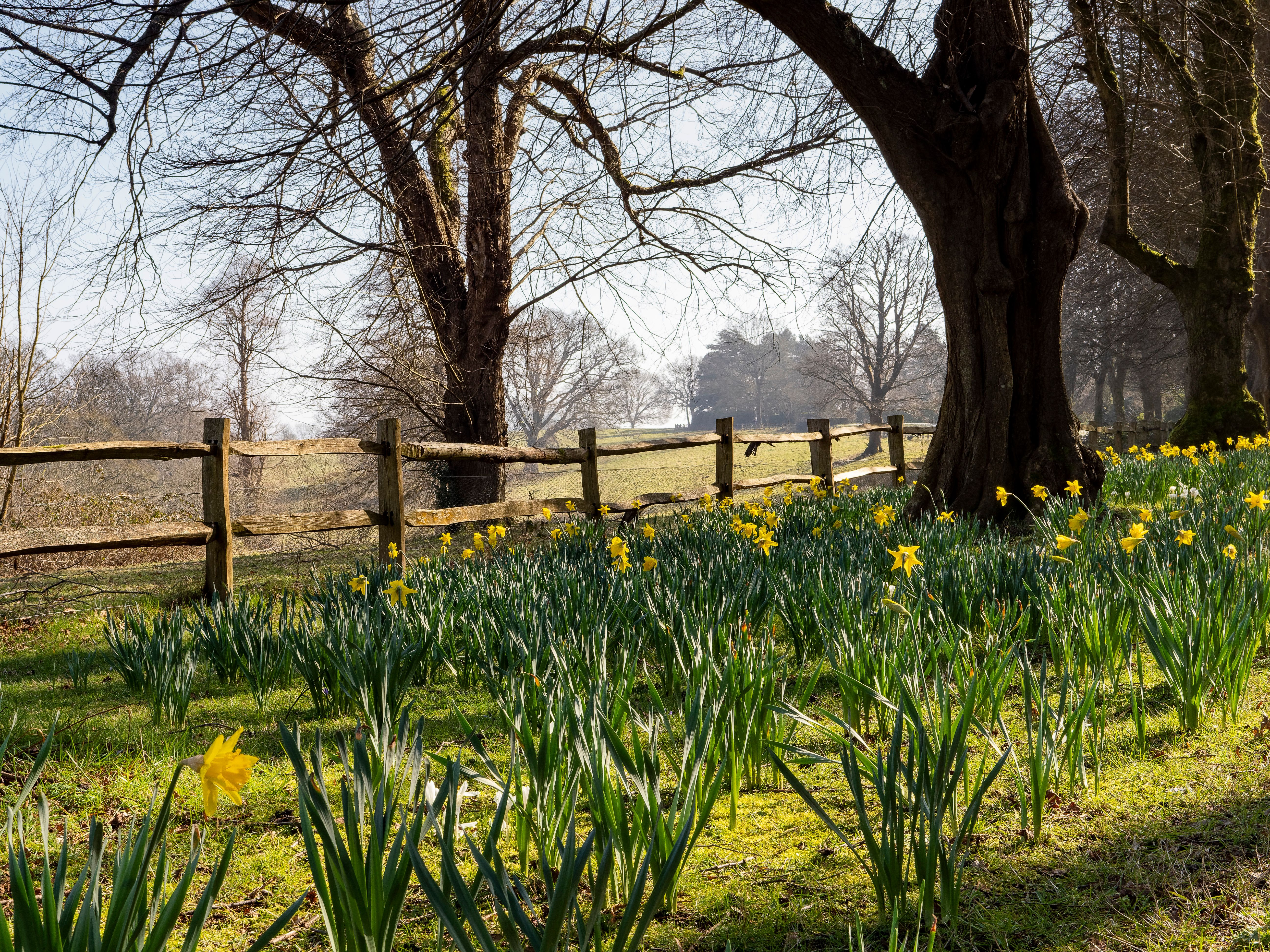 Spring Daffodils Blooming in a Countryside Park · Free Stock Photo