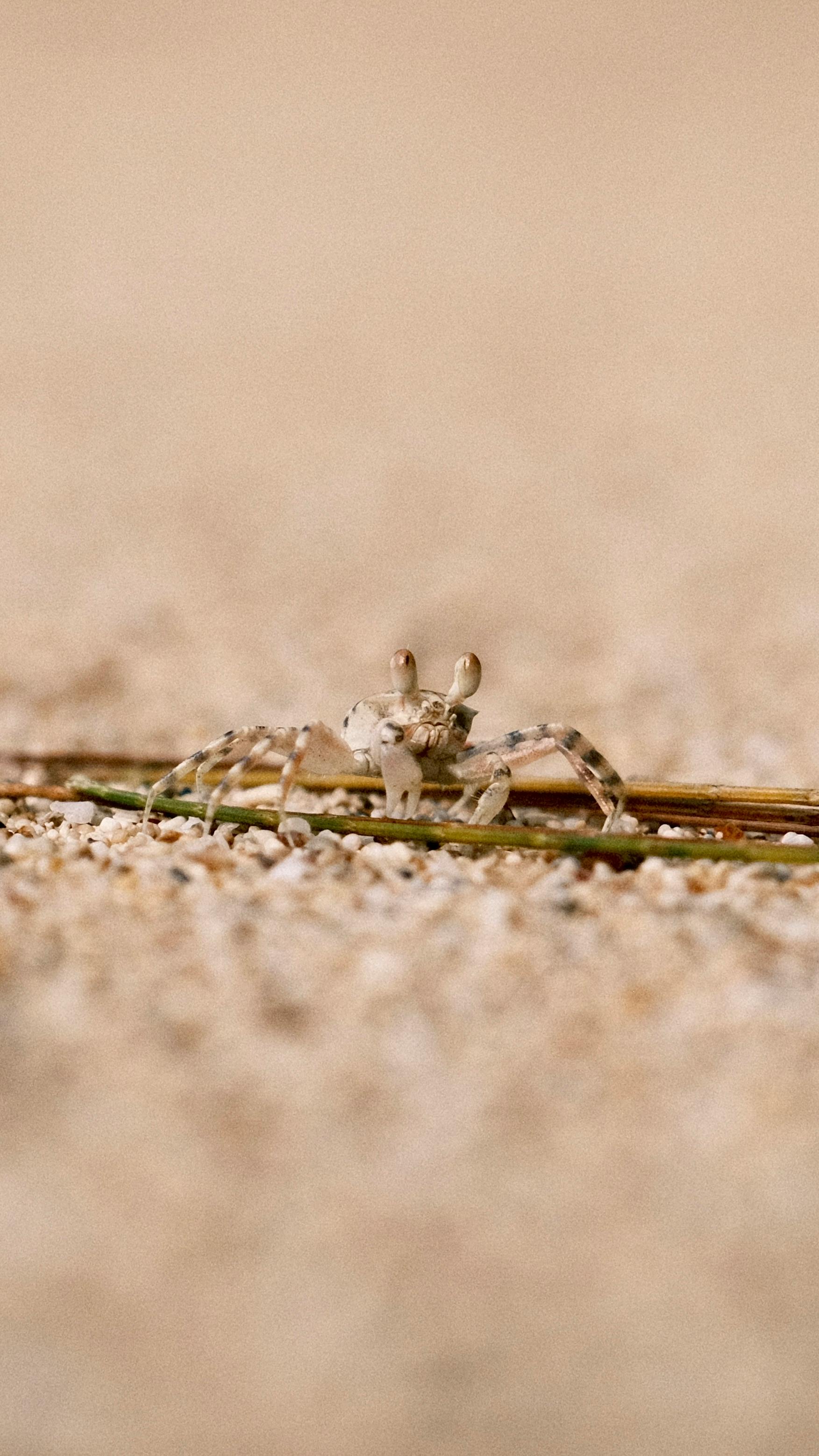 Animal Shell Photos, Download The BEST Free Animal Shell Stock Photos ...