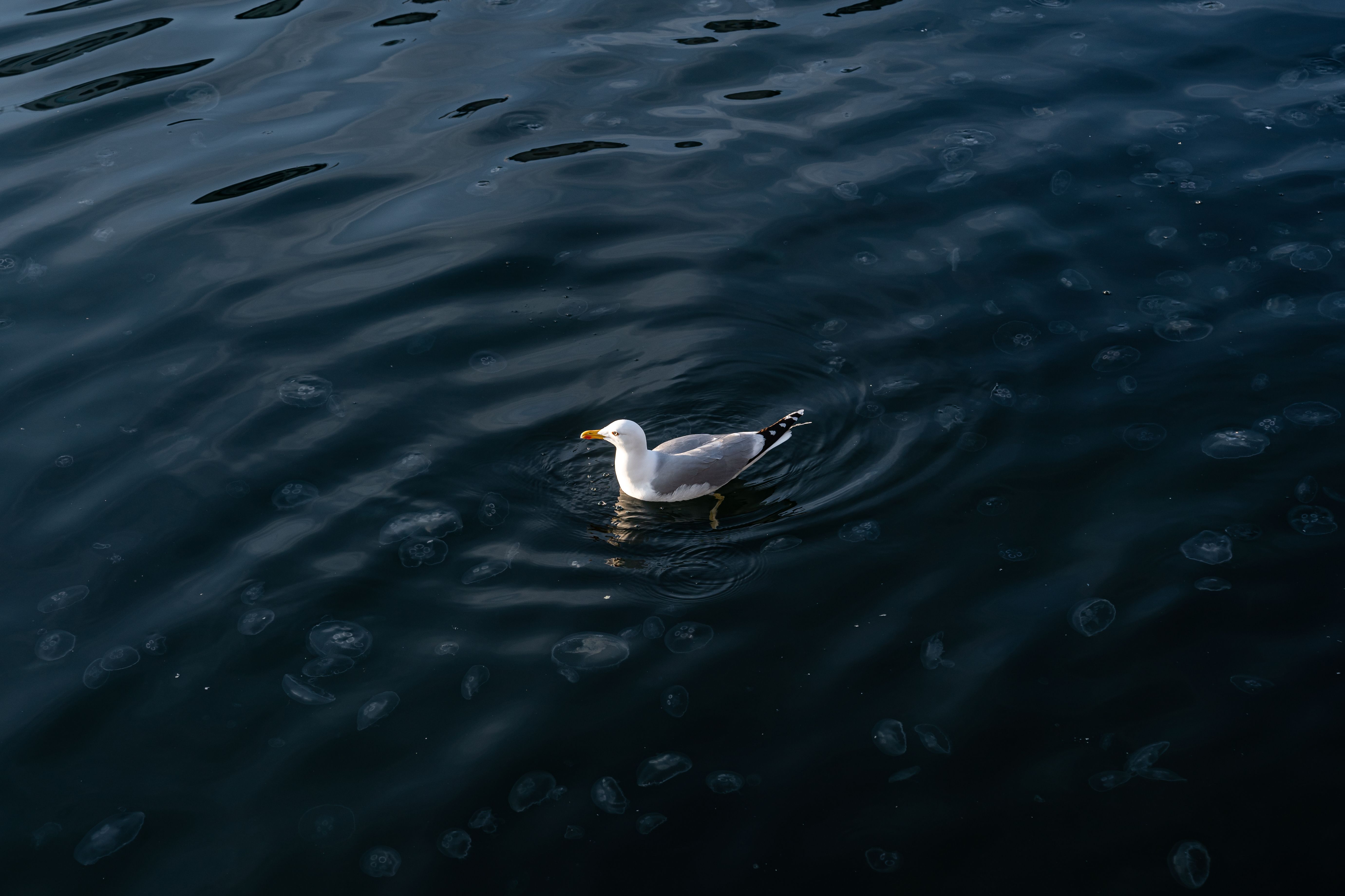 Seagull Floating on Rippling Water Surface · Free Stock Photo