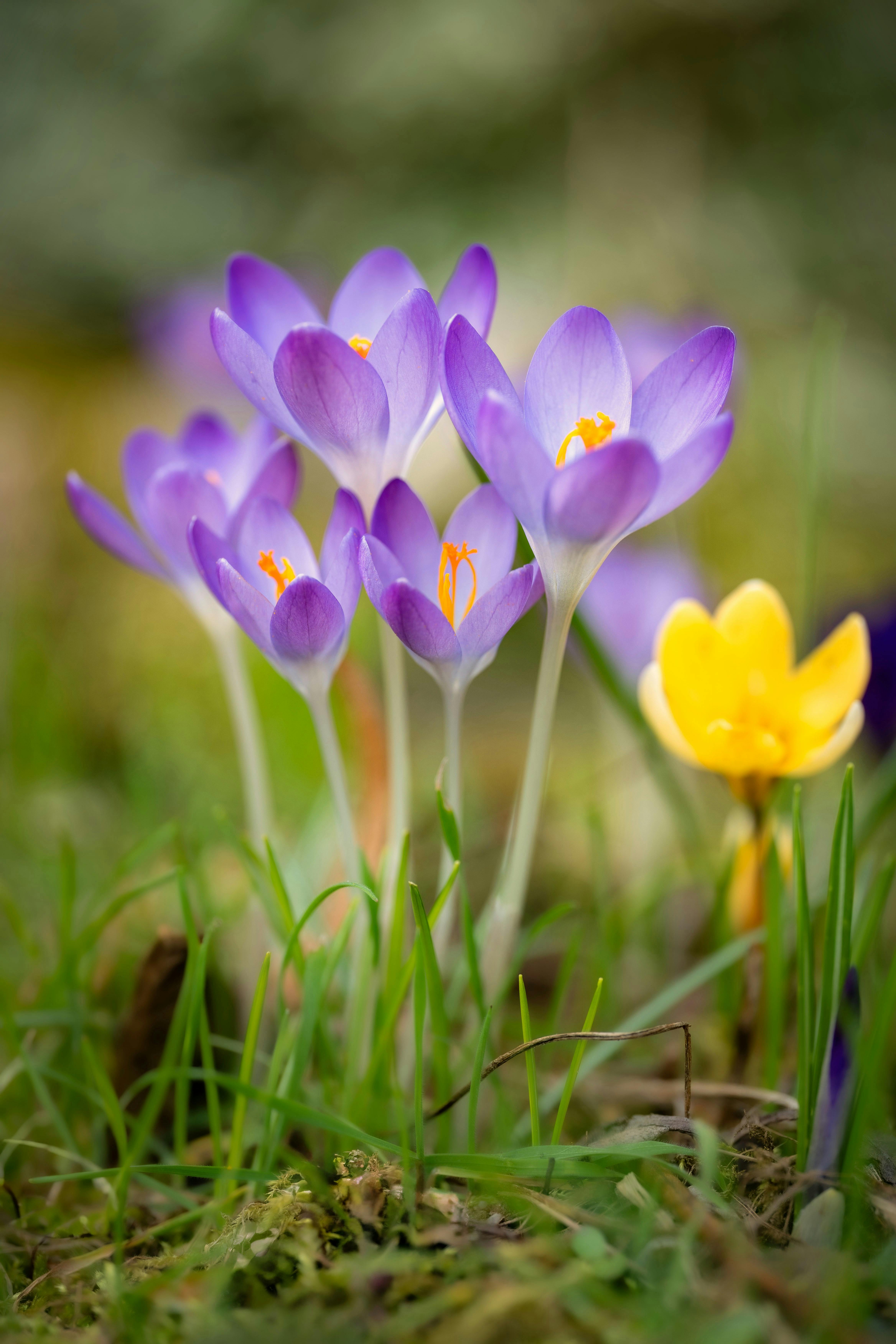Vibrant Spring Crocuses Blooming · Free Stock Photo