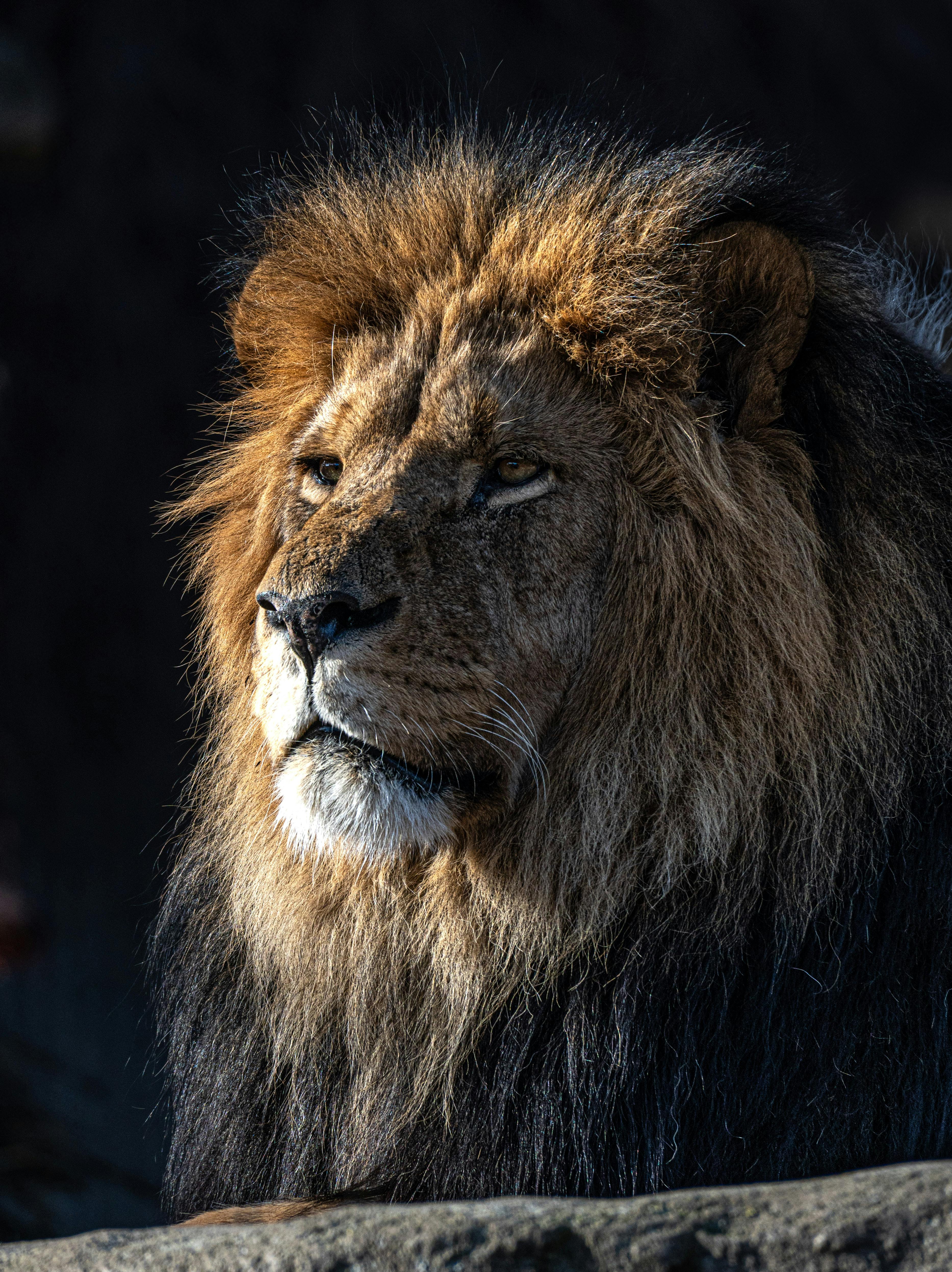 Majestic Lion in Natural Habitat Portrait · Free Stock Photo