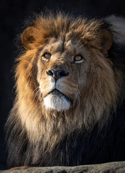 8.424+ Fotos y Imágenes de Leon Gratis · Banco de Fotos Gratis