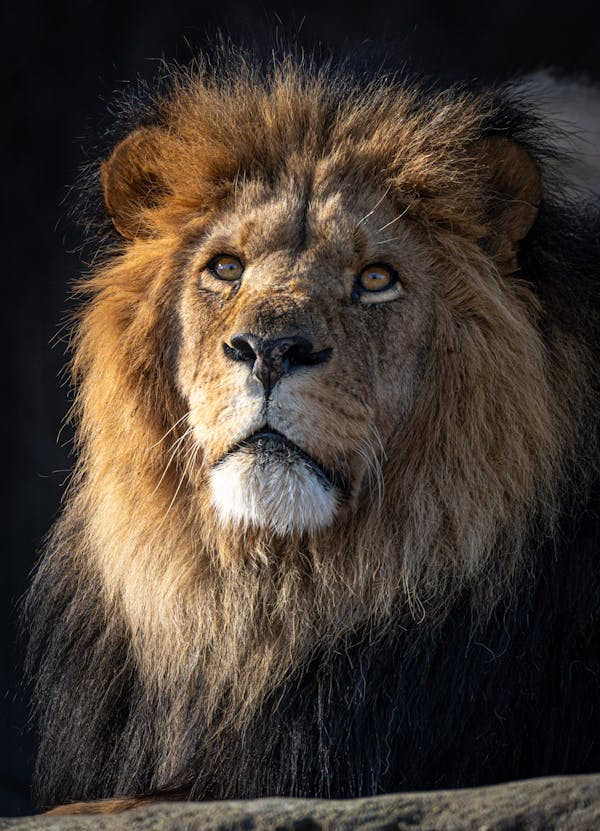 8.424+ Fotos y Imágenes de Leon Gratis · Banco de Fotos Gratis