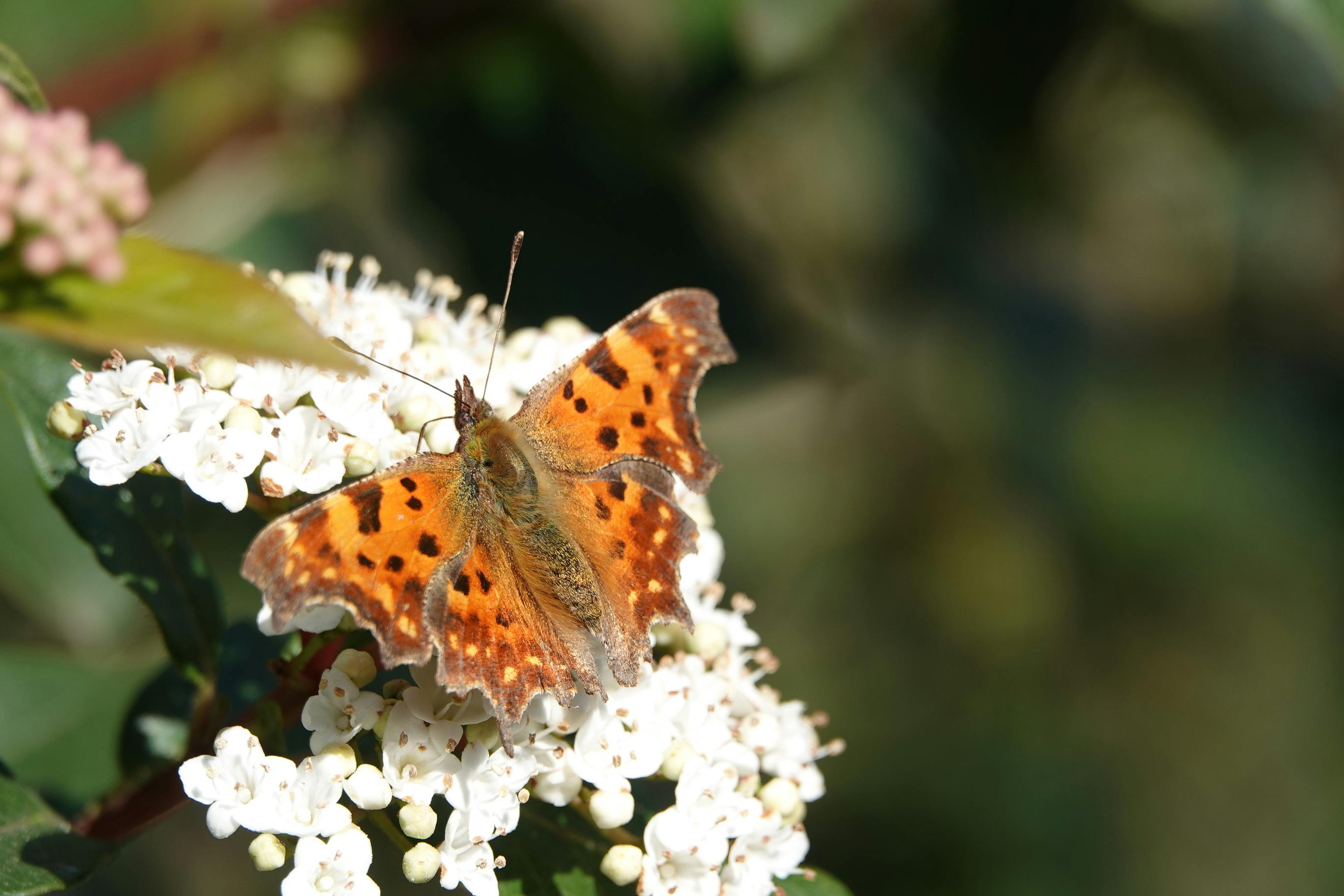 Comma Butterfly on White Flowers in Gouda · Free Stock Photo