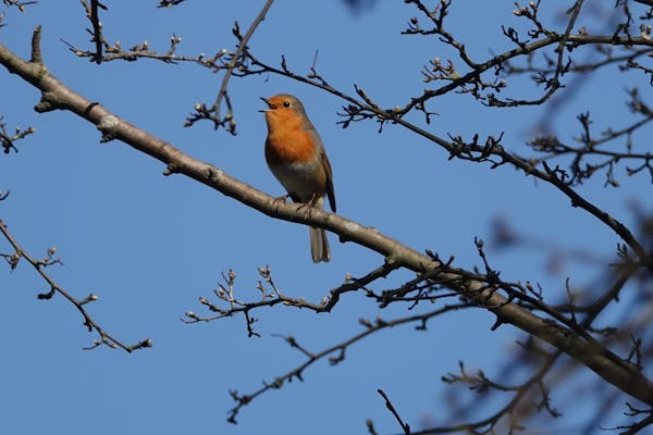 Robin Photos, Download The BEST Free Robin Stock Photos & HD Images