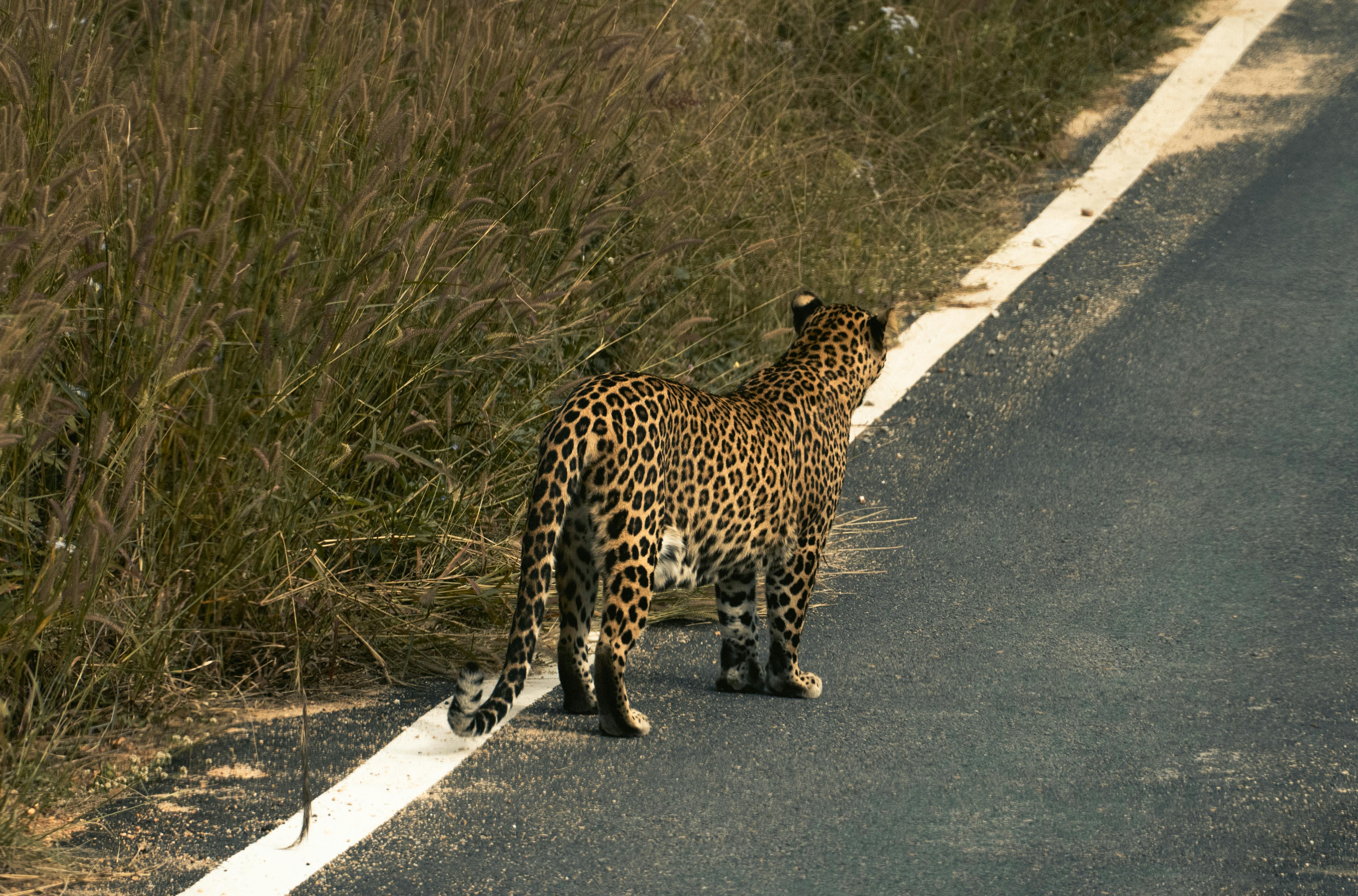 Leopard Crossing Road in Indian Grassland · Free Stock Photo