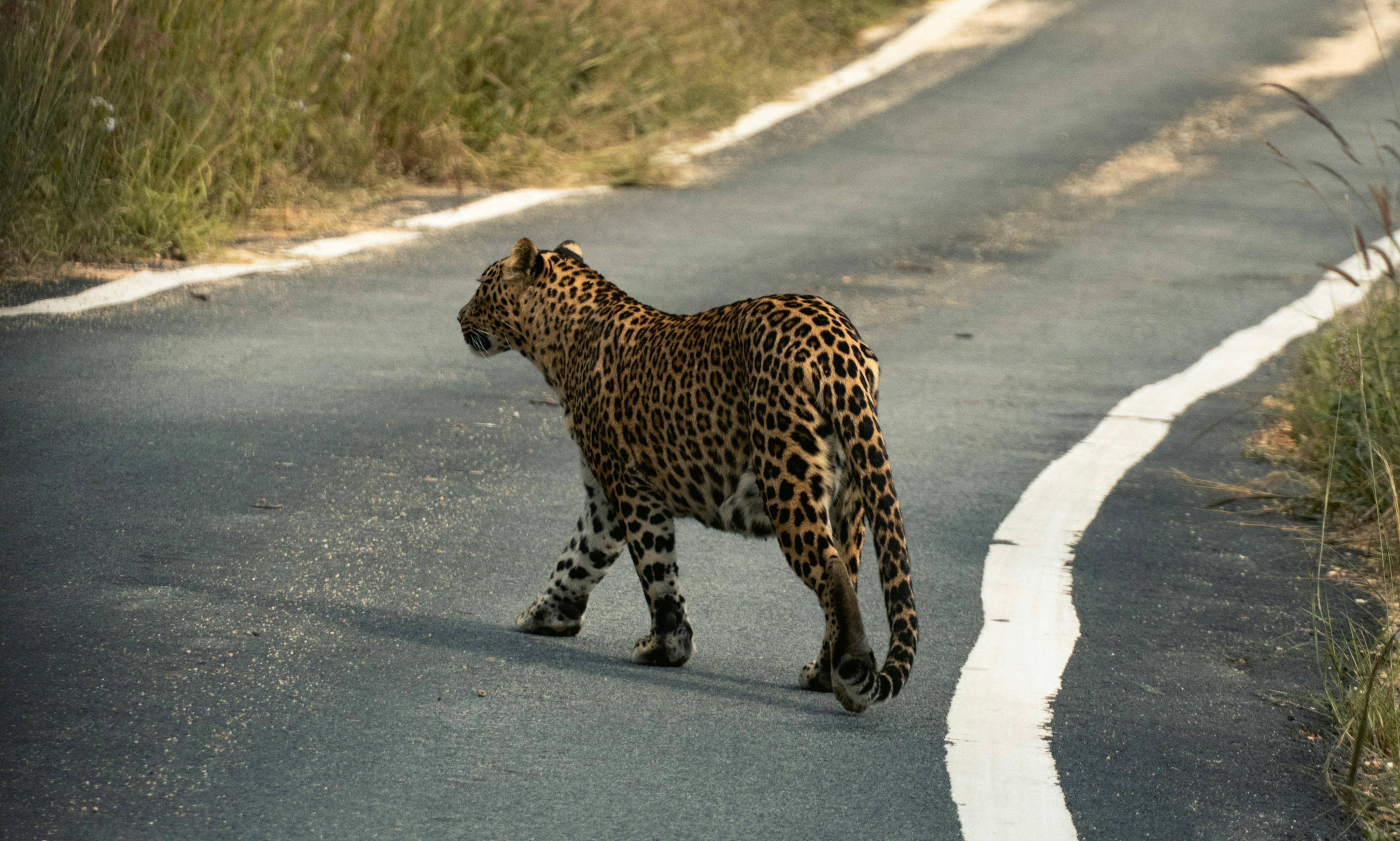 Leopard Crossing Road in Indian Wilderness · Free Stock Photo