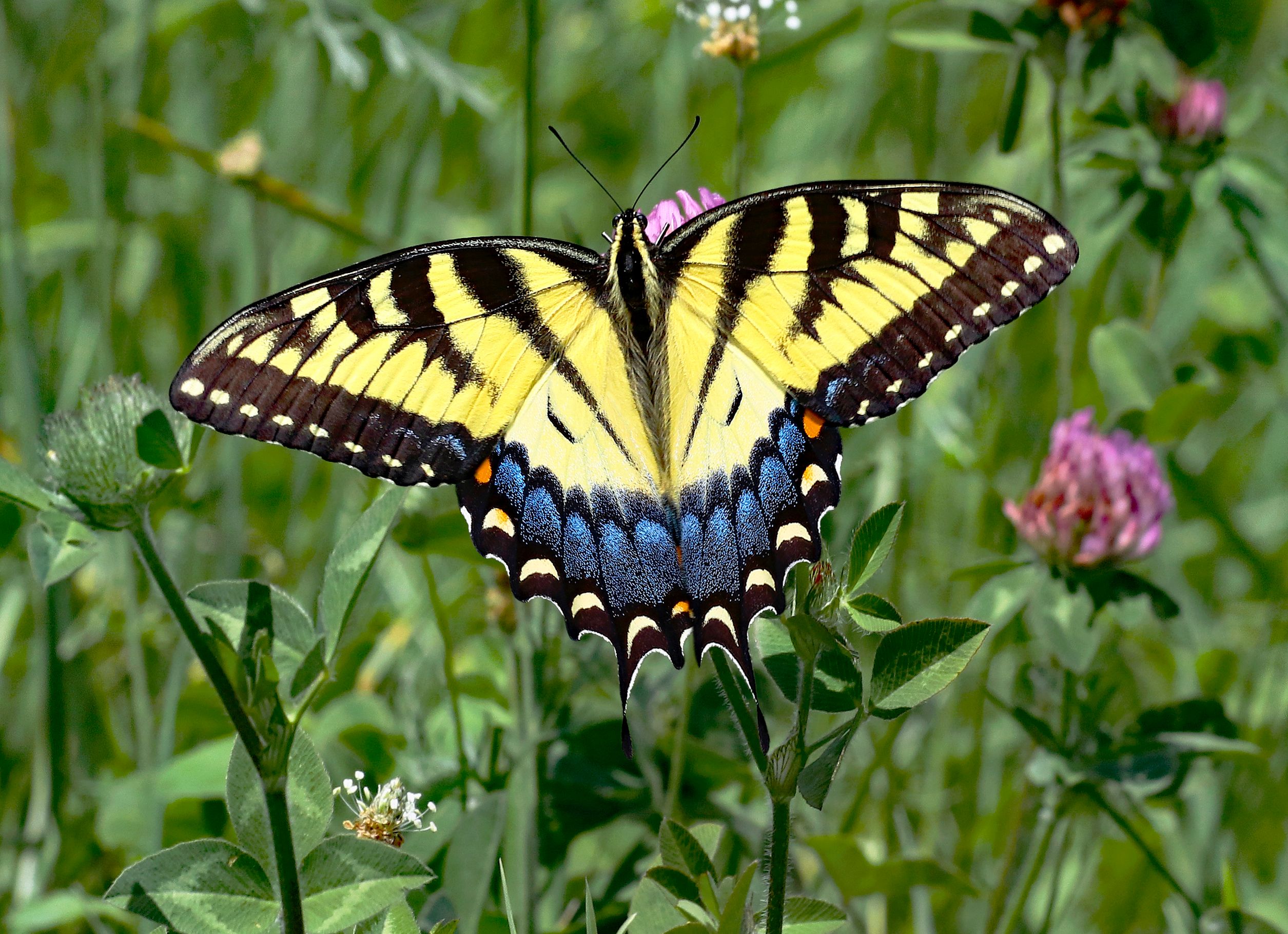 Vibrant Eastern Tiger Swallowtail in Blooming Field · Free Stock Photo