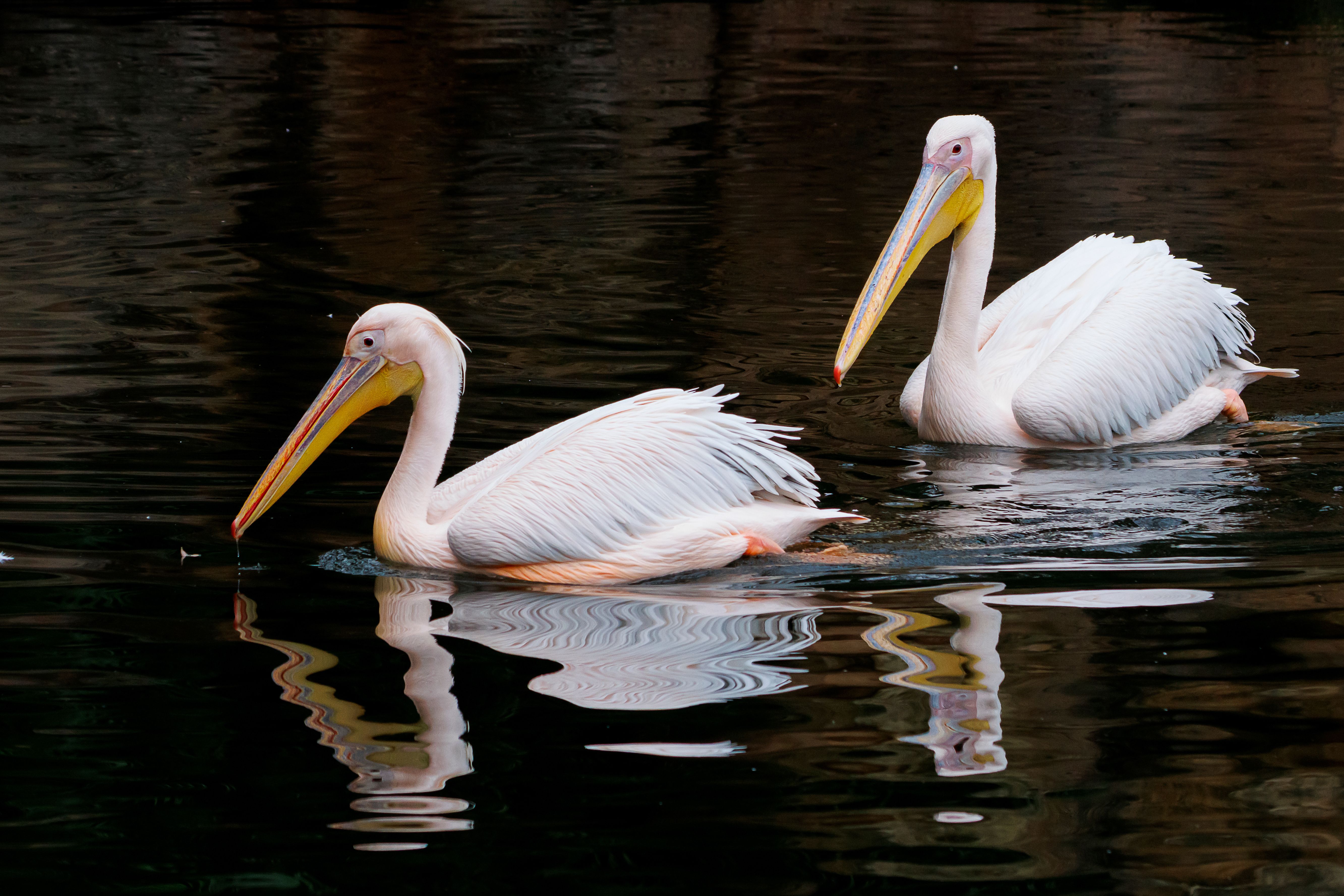 European Pelican Photos, Download The BEST Free European Pelican Stock ...