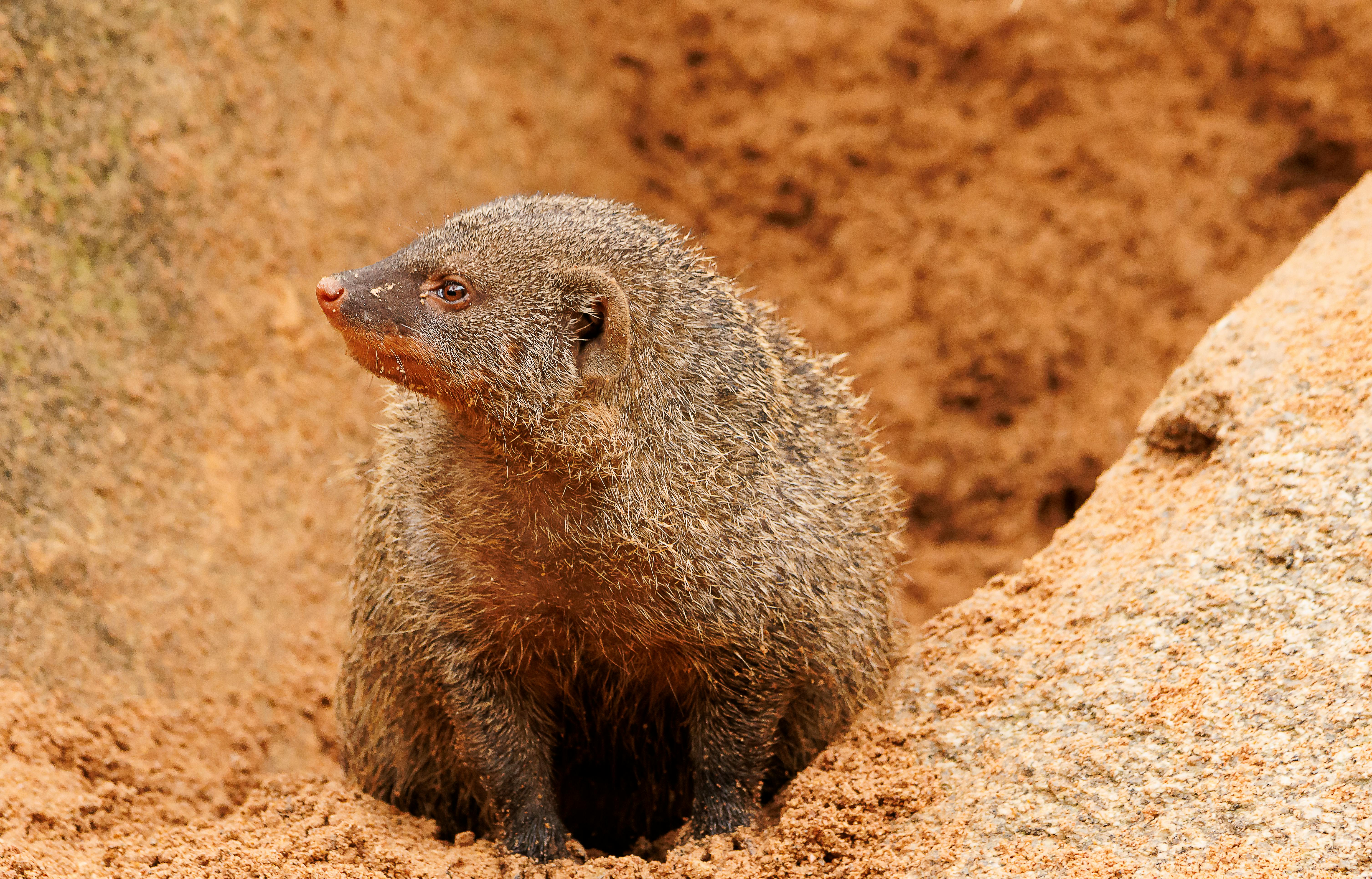 Dwarf Mongoose in Natural Habitat · Free Stock Photo