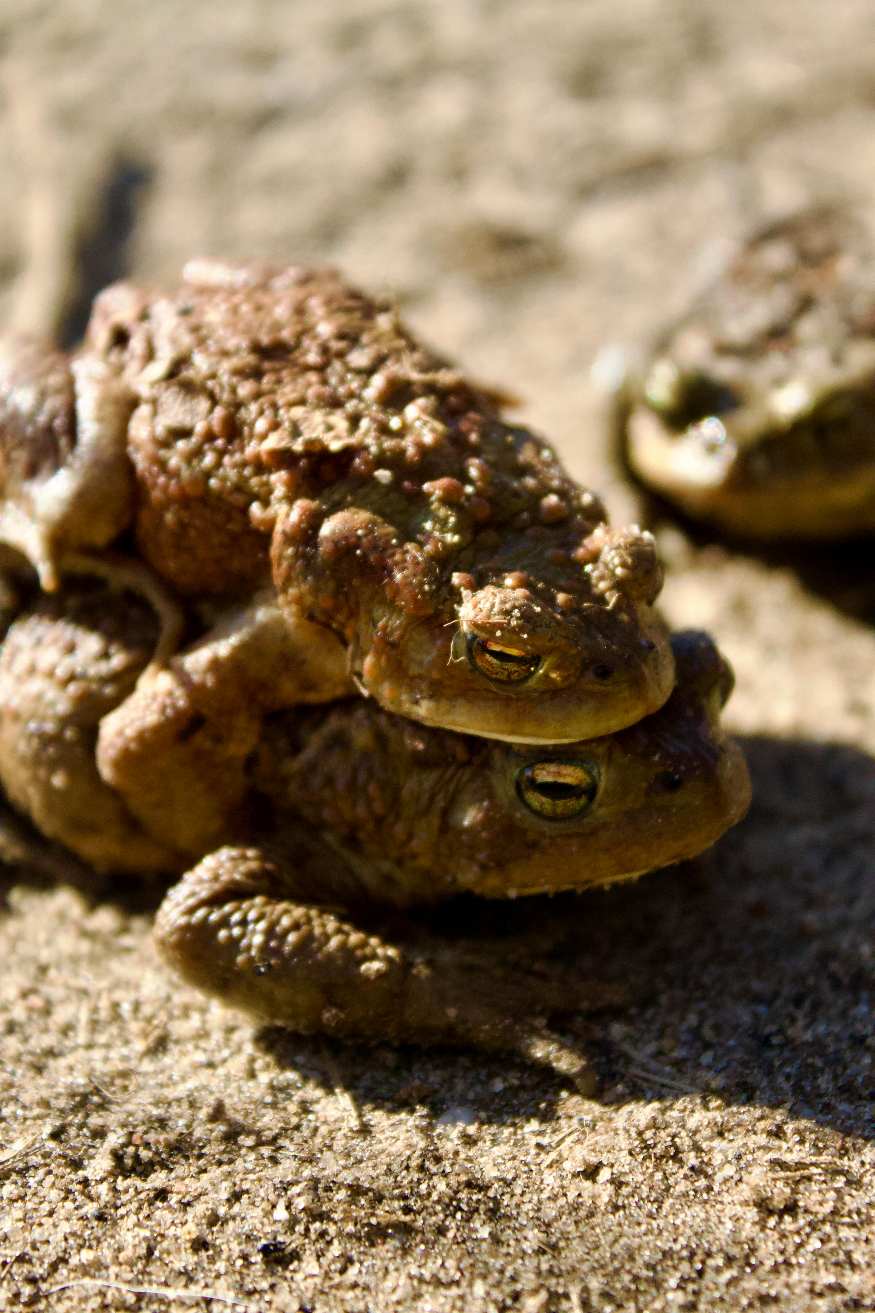 Close-up of Mating Toads in Natural Habitat · Free Stock Photo