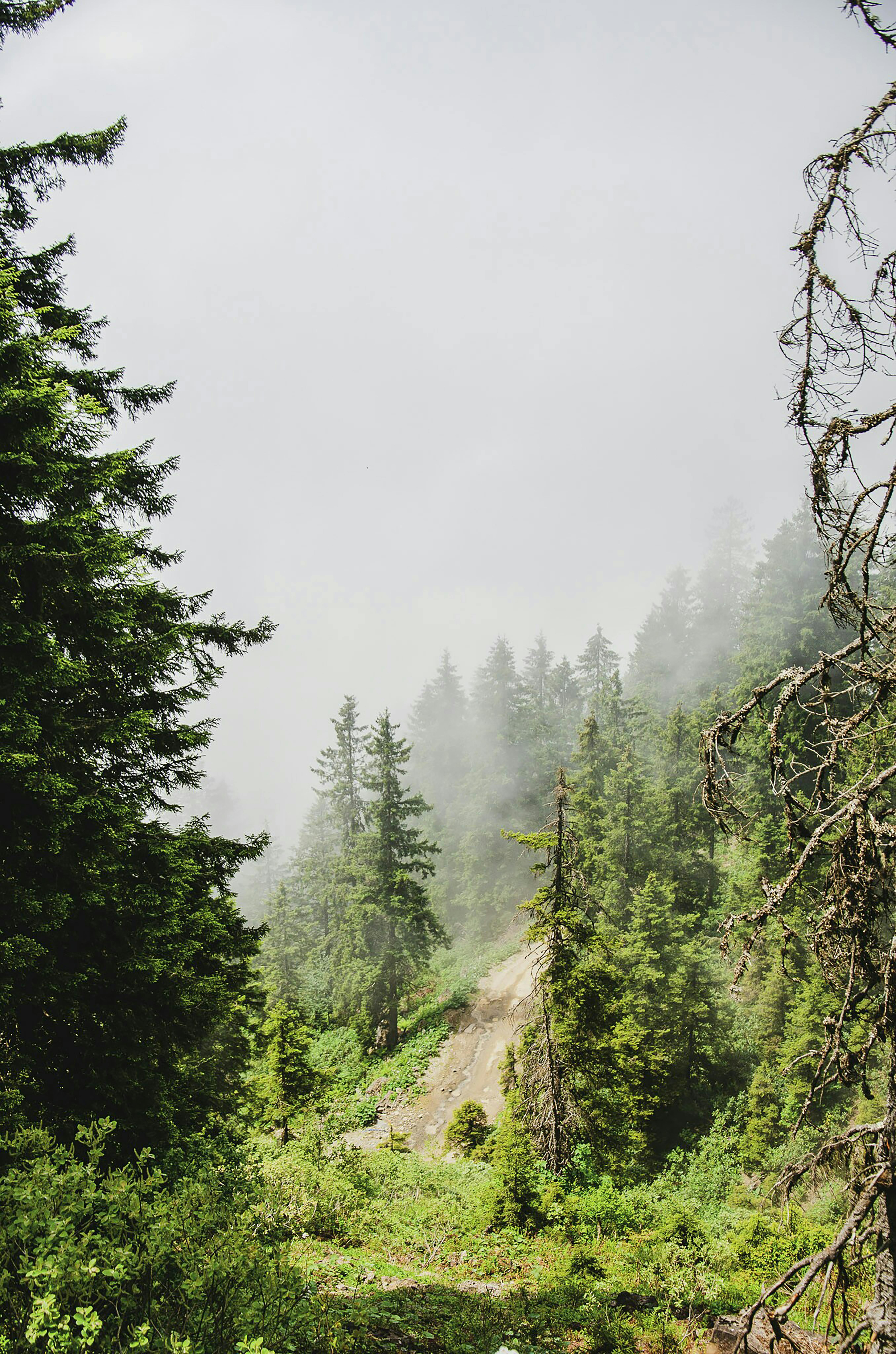 Photo Of Pine Trees During Daytime · Free Stock Photo
