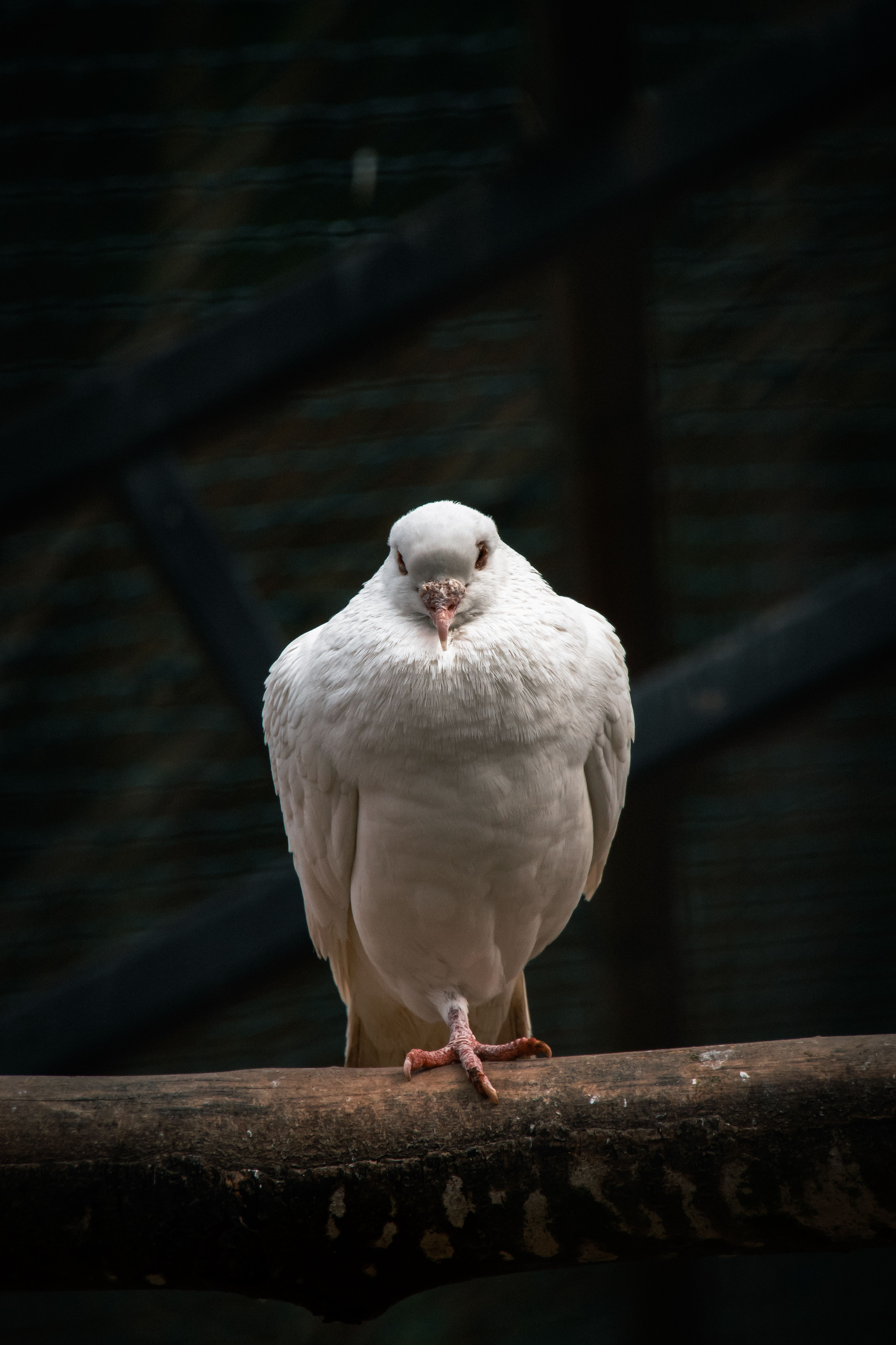 Cute Pigeon Wallpaper Photos, Download The BEST Free Cute Pigeon ...
