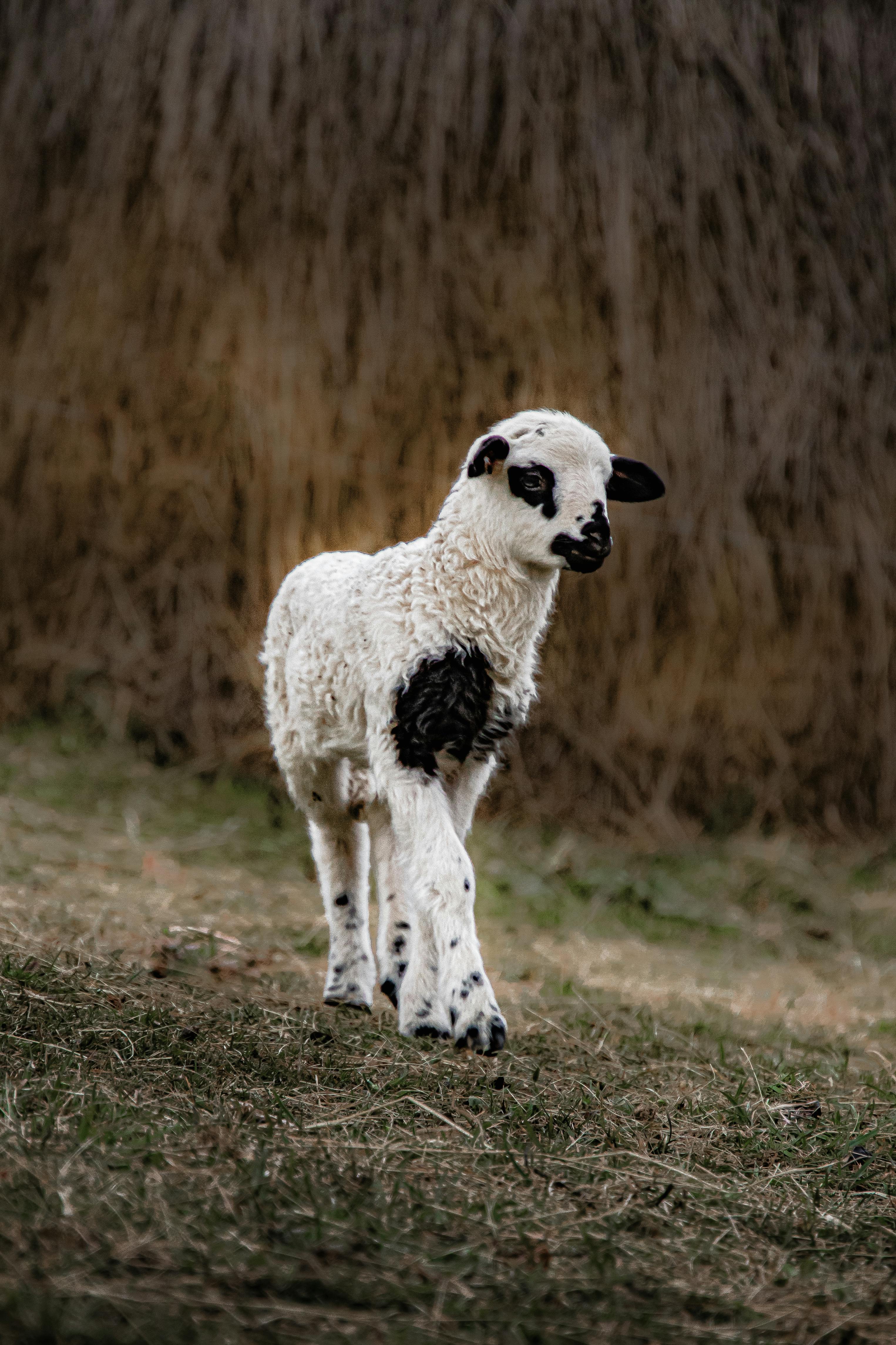 Adorable Lamb in Čajniče Countryside · Free Stock Photo