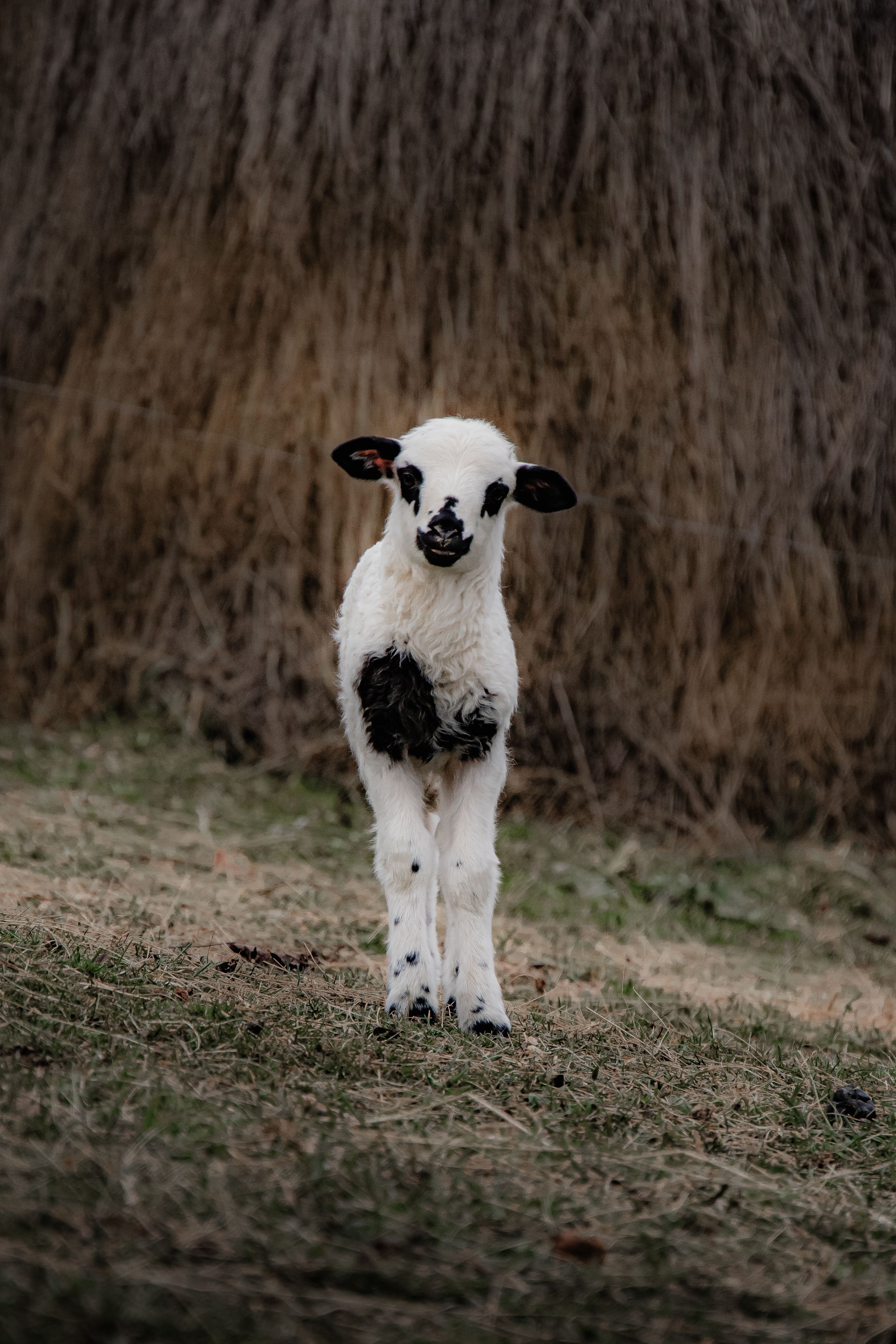 Adorable Lamb Grazing in Serbian Countryside · Free Stock Photo