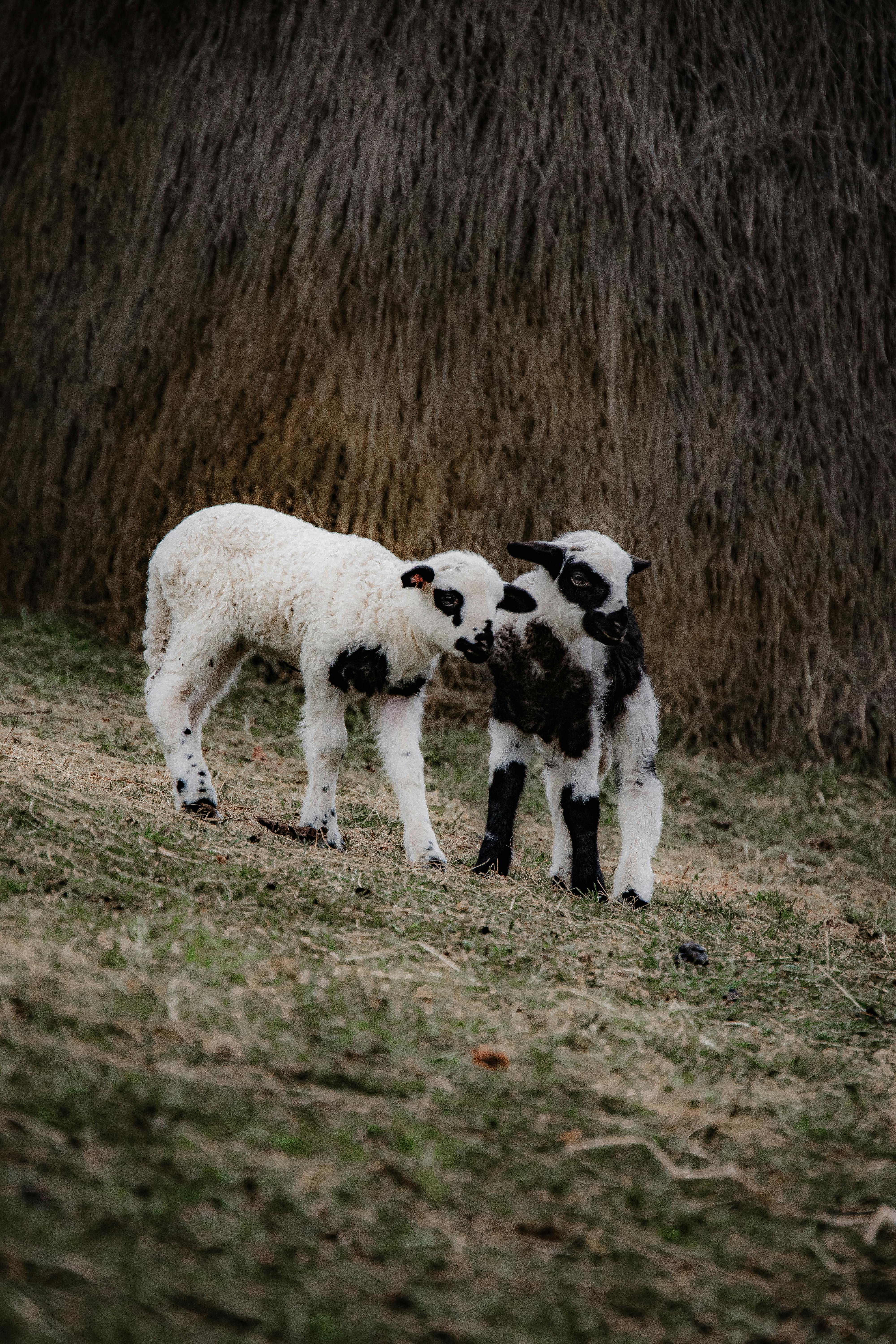 Selective Photography of White Lamb on Hay · Free Stock Photo