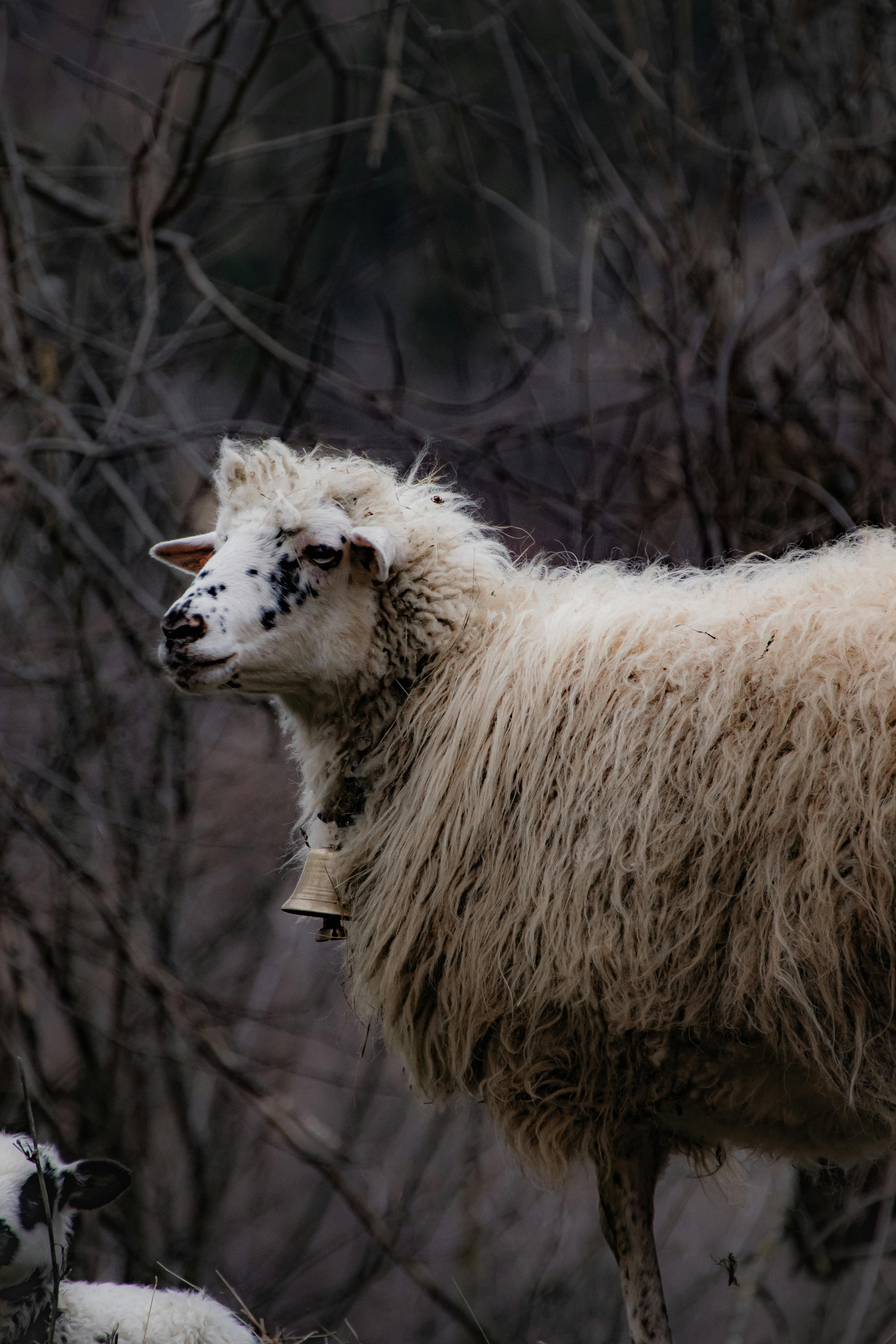 17572 Anime Brook One Piece Franky Monkey D Luffy Nami Nico Robin ...