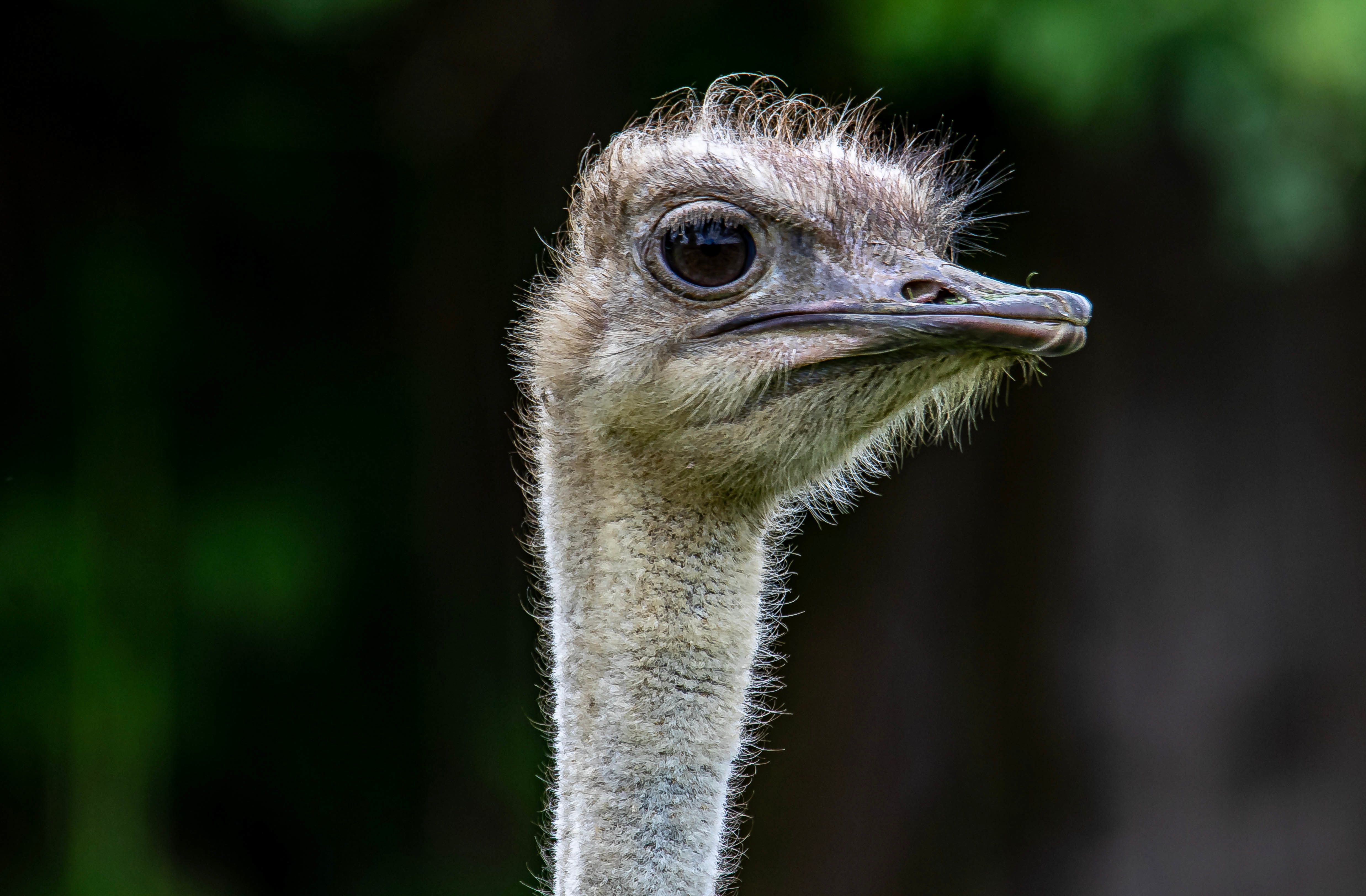 Ostrich Face during Daytime · Free Stock Photo