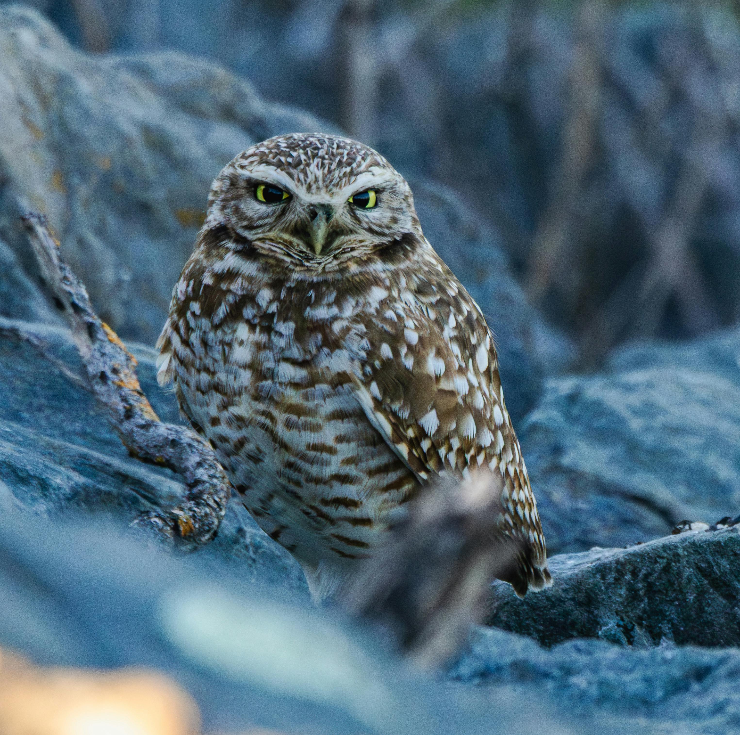 Poo Hunter Photos, Download The BEST Free Poo Hunter Stock Photos & HD ...