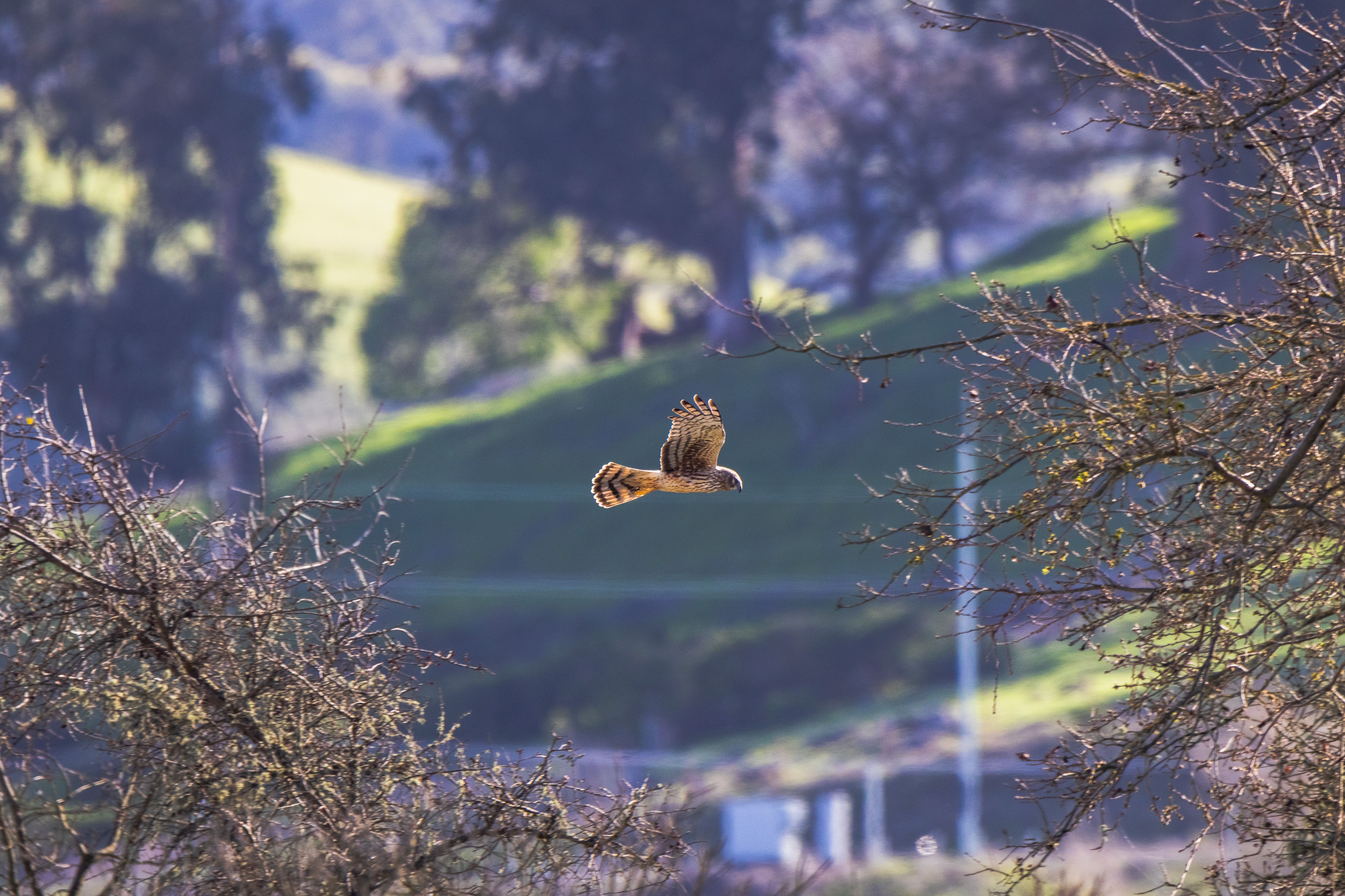Majestic Hawk Soaring over Lush Green Hills · Free Stock Photo
