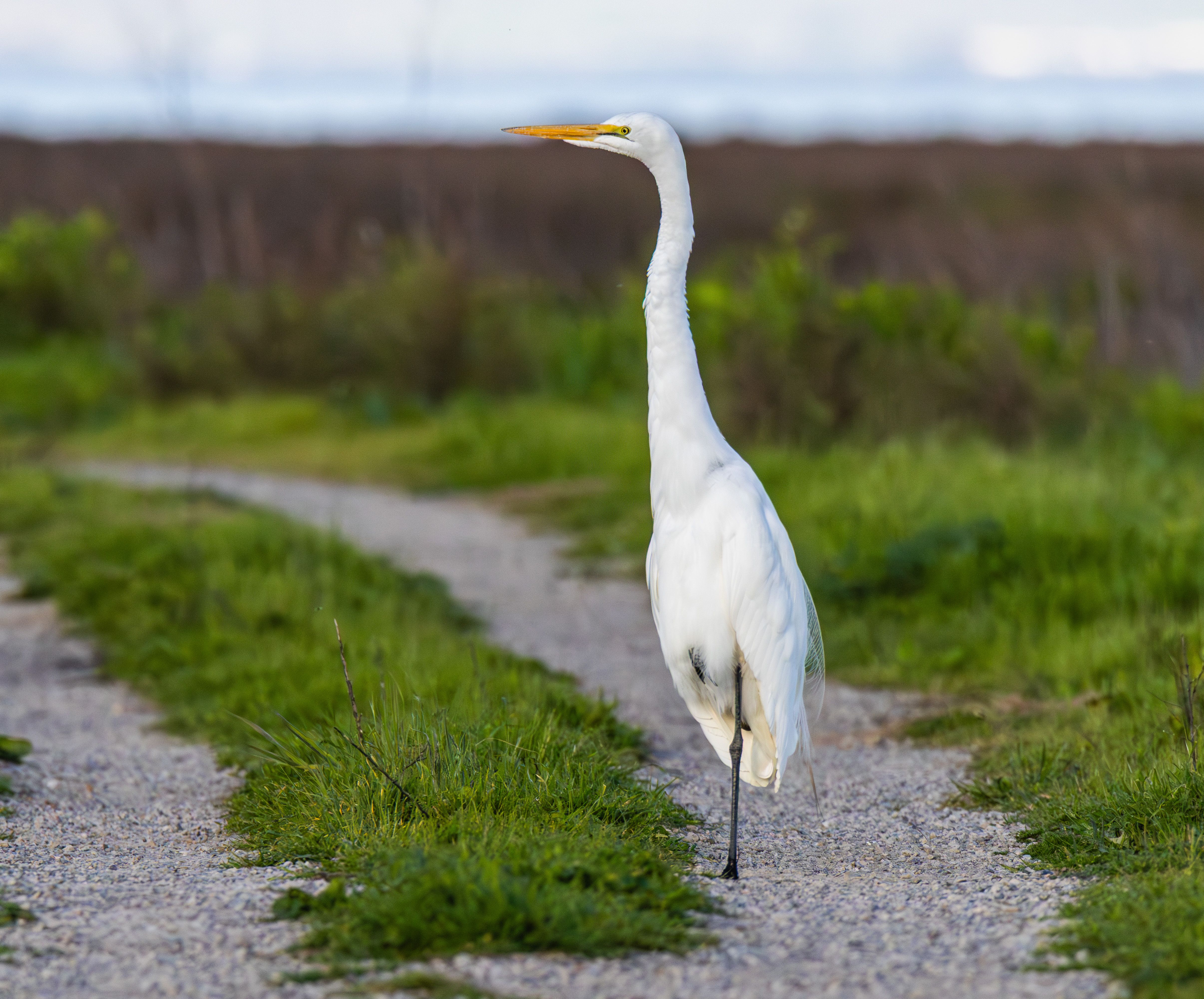 Elegant Great Egret Standing on Rural Path · Free Stock Photo