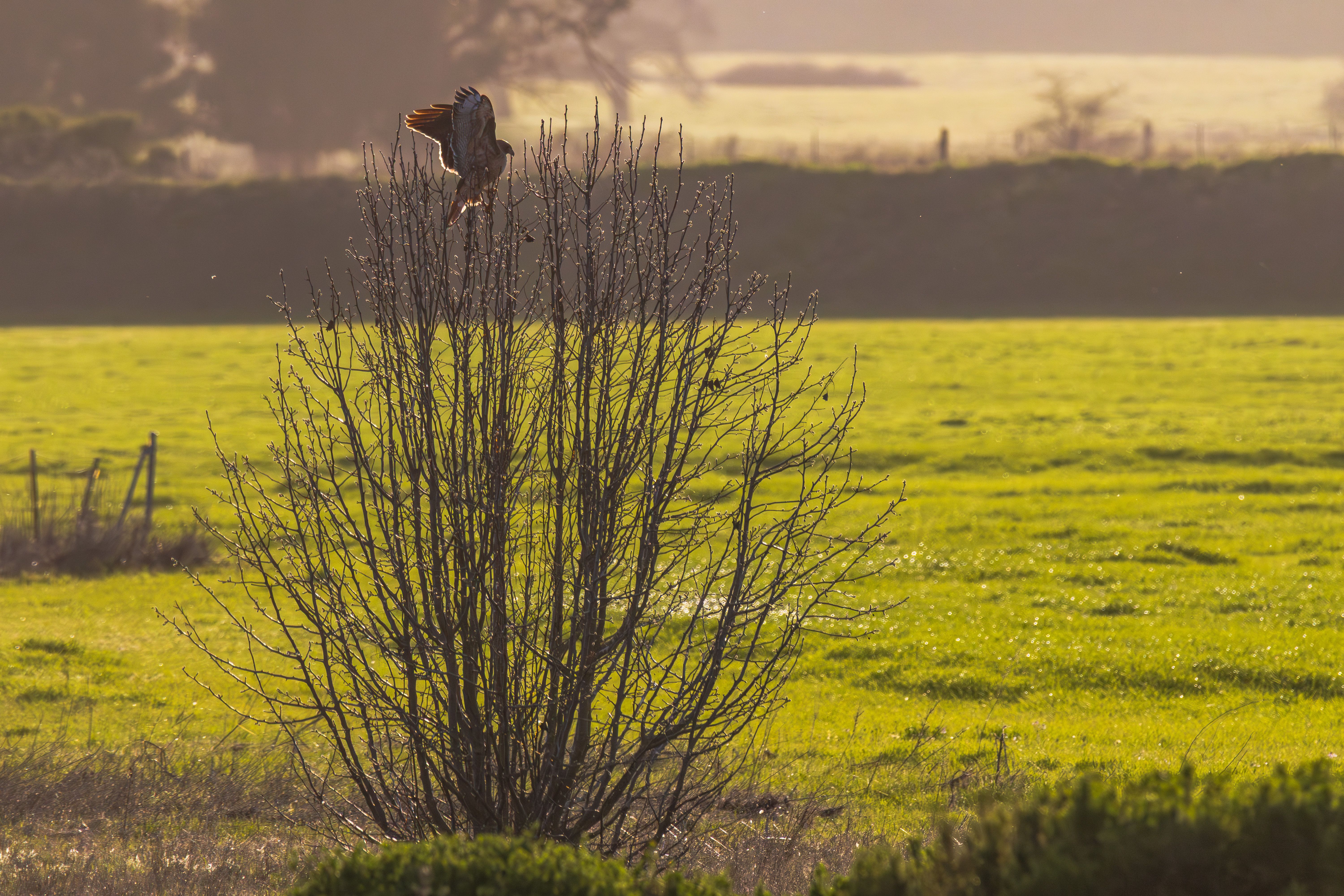 Wildlife in Early Morning Countryside Setting · Free Stock Photo