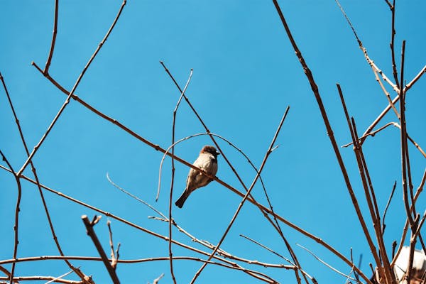 What’s Behind Your Bird’s Feather-Plucking Behavior?" - Khamis
