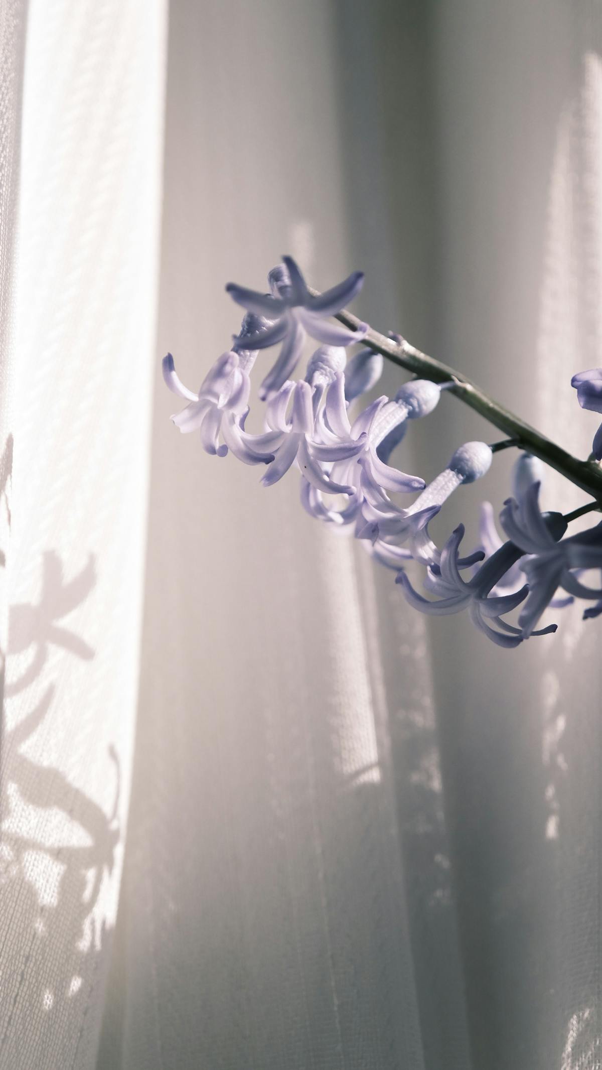 Hyacinth Photos, Download The BEST Free Hyacinth Stock Photos & HD Images