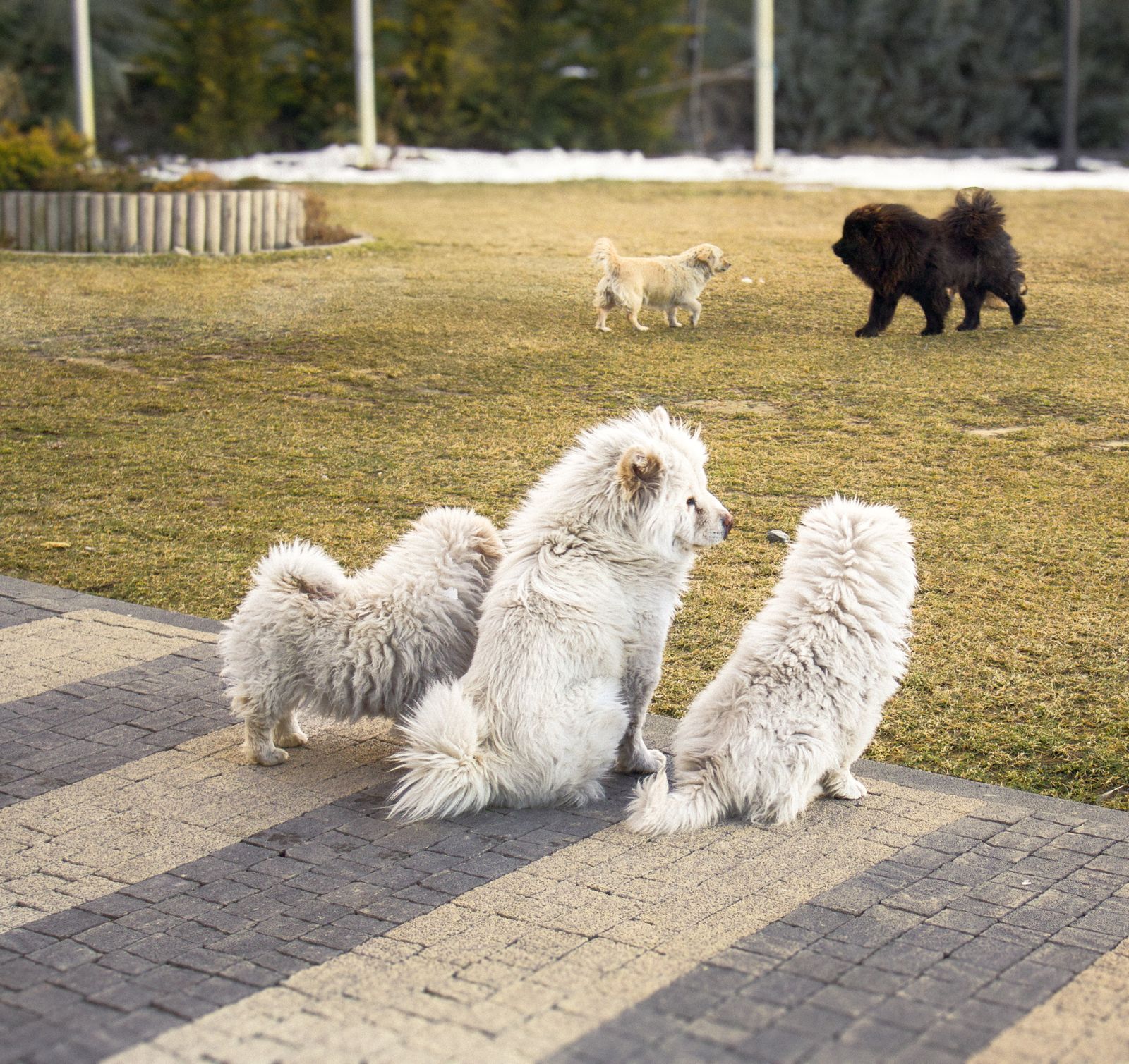 Dog Park Photos, Download The BEST Free Dog Park Stock Photos & HD Images