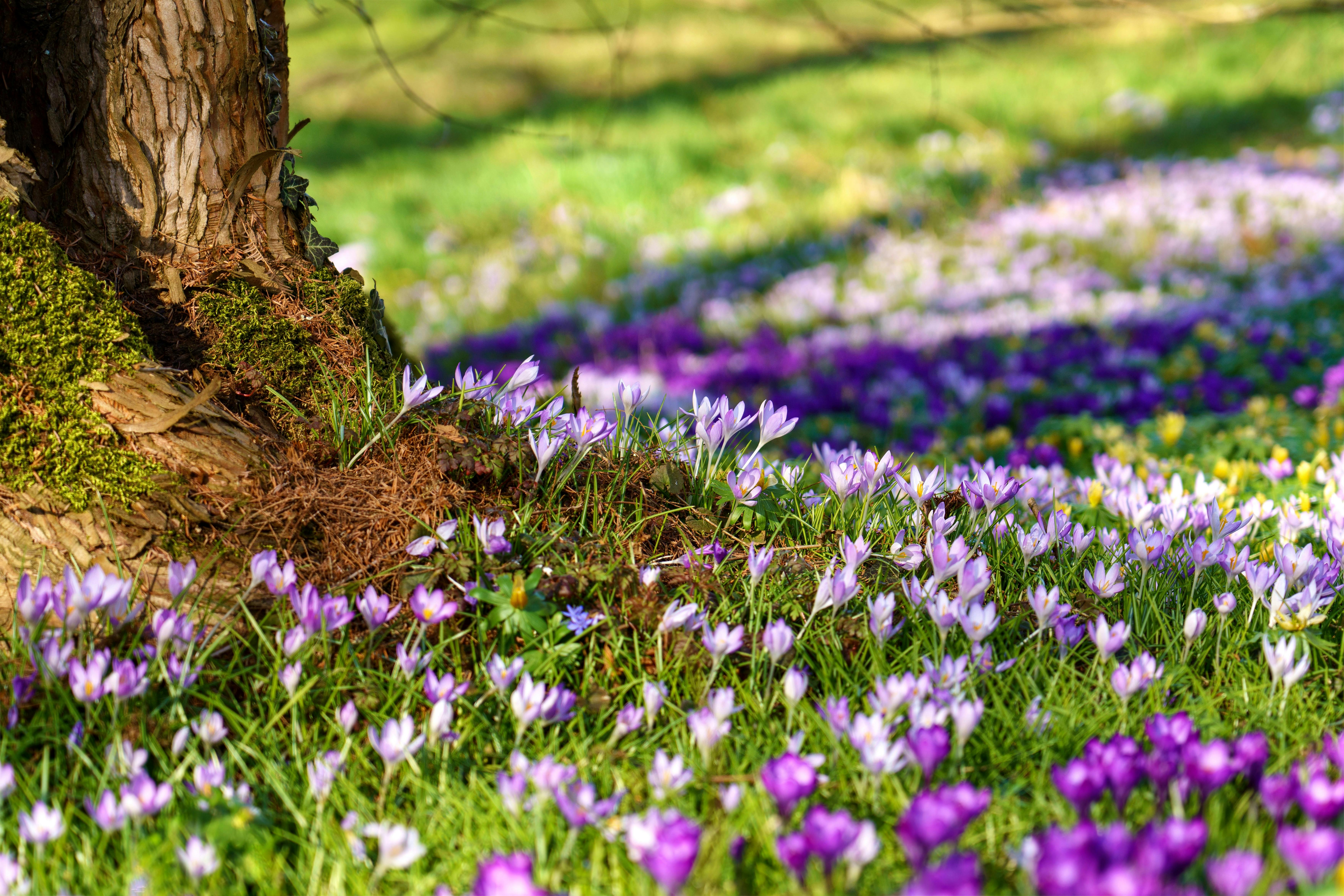 Vibrant Spring Crocuses Bloom by Tree Trunk · Free Stock Photo