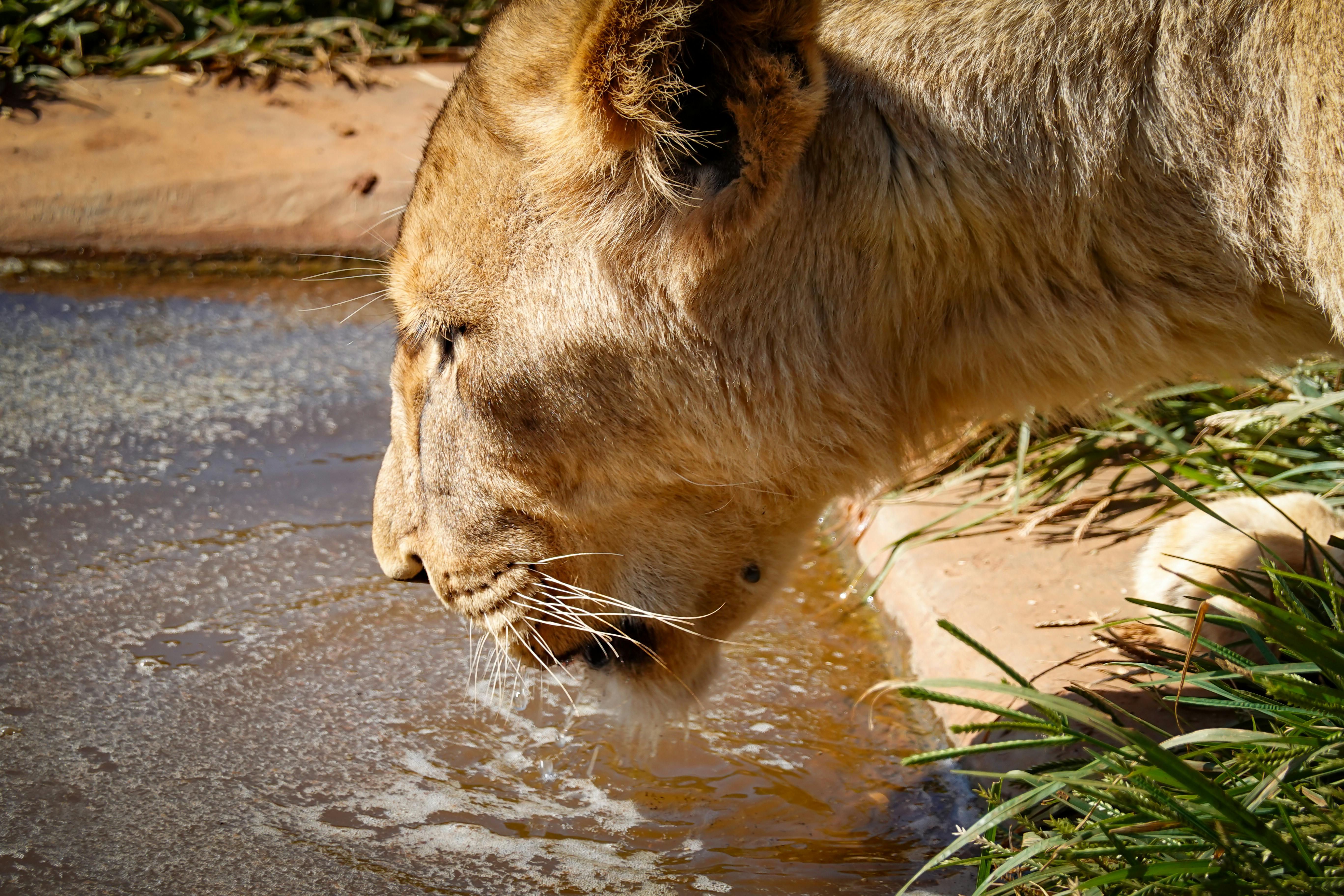 Lion Drinking Photos, Download The BEST Free Lion Drinking Stock Photos ...
