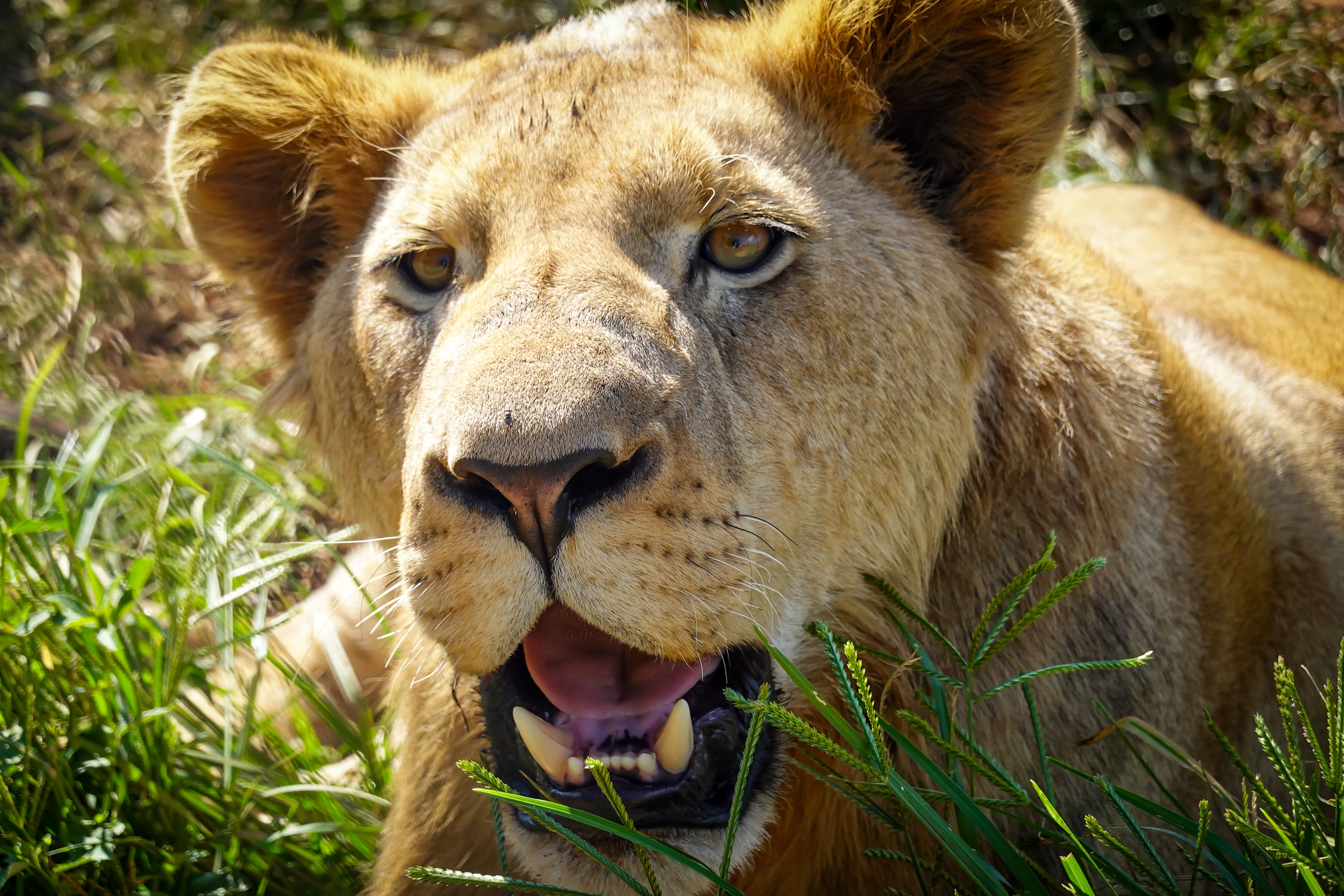 Animals Lions Photos, Download The BEST Free Animals Lions Stock Photos ...