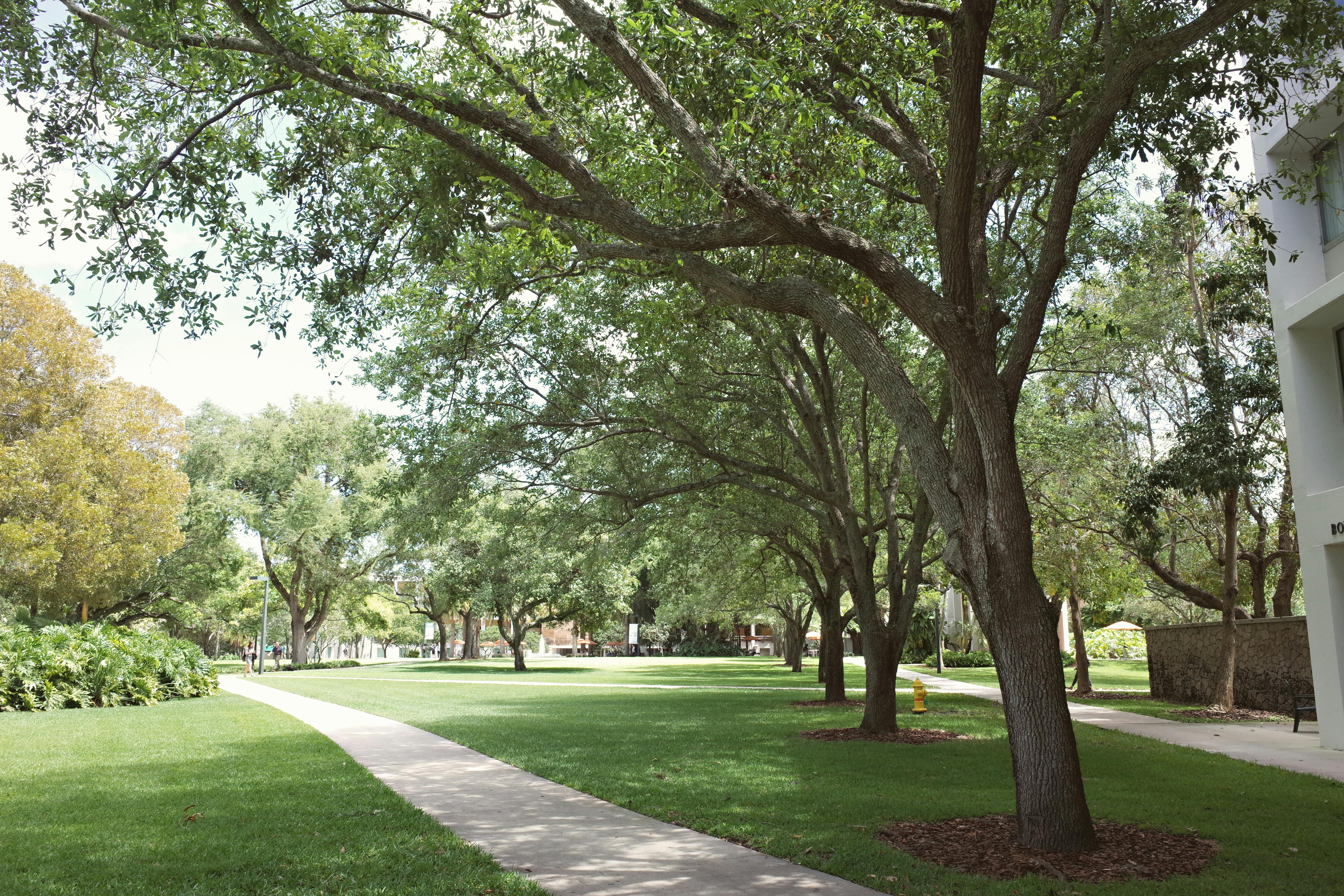 Beautiful College Campus Pathway with Lush Trees · Free Stock Photo