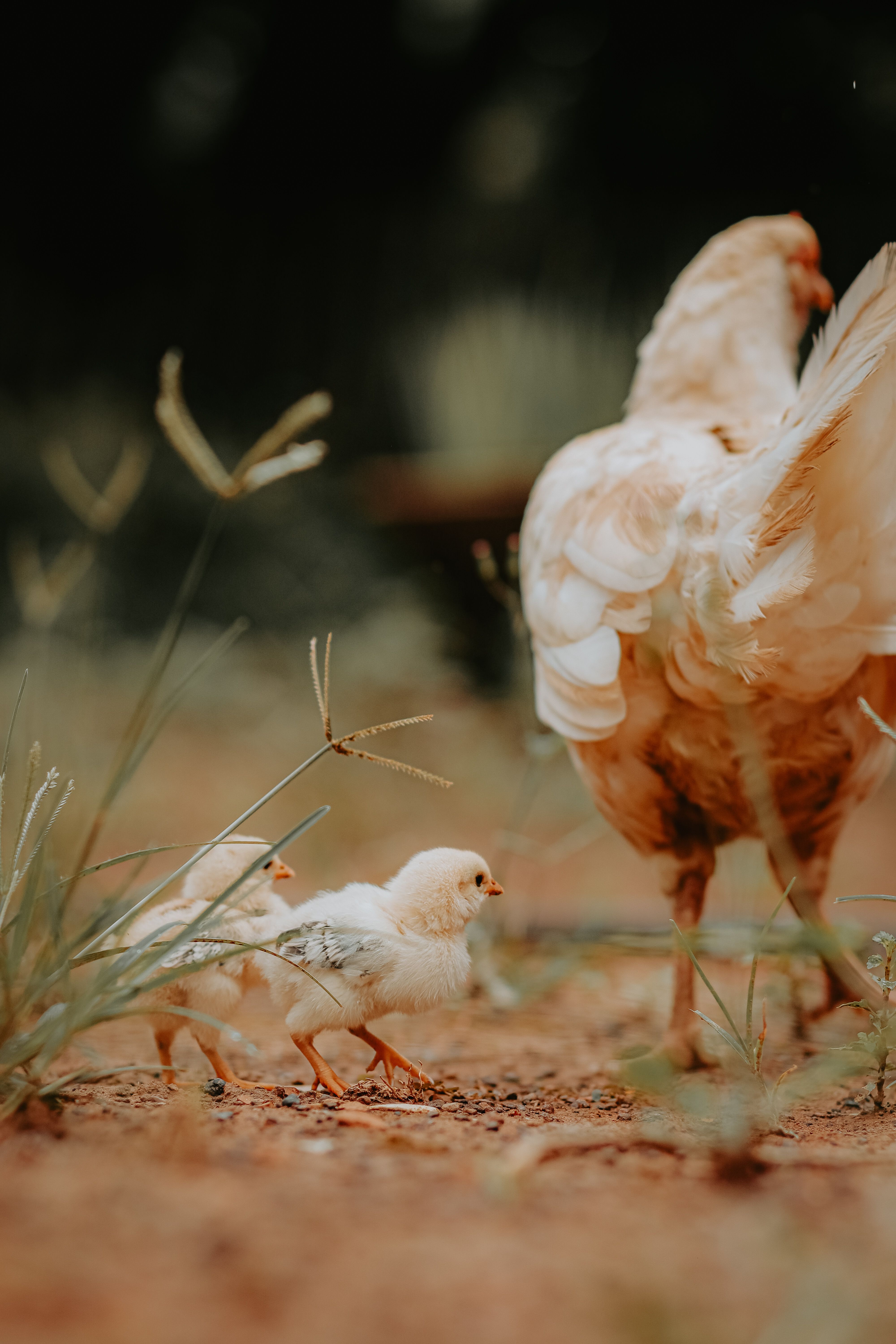 Mother Hen and Chicks in Natural Habitat · Free Stock Photo