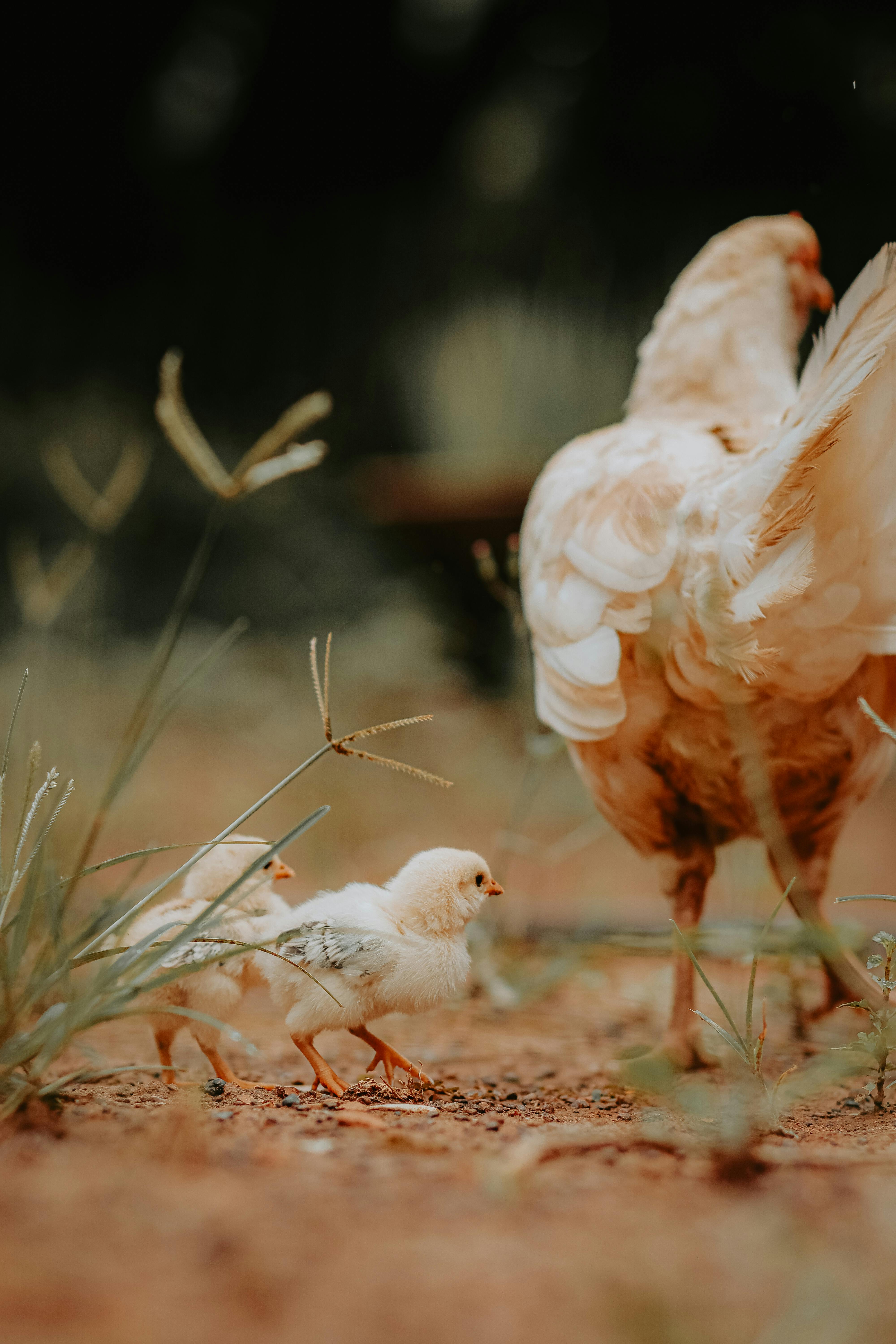 Free+Tuff+Pfp Photos, Download The BEST Free Free+Tuff+Pfp Stock Photos ...