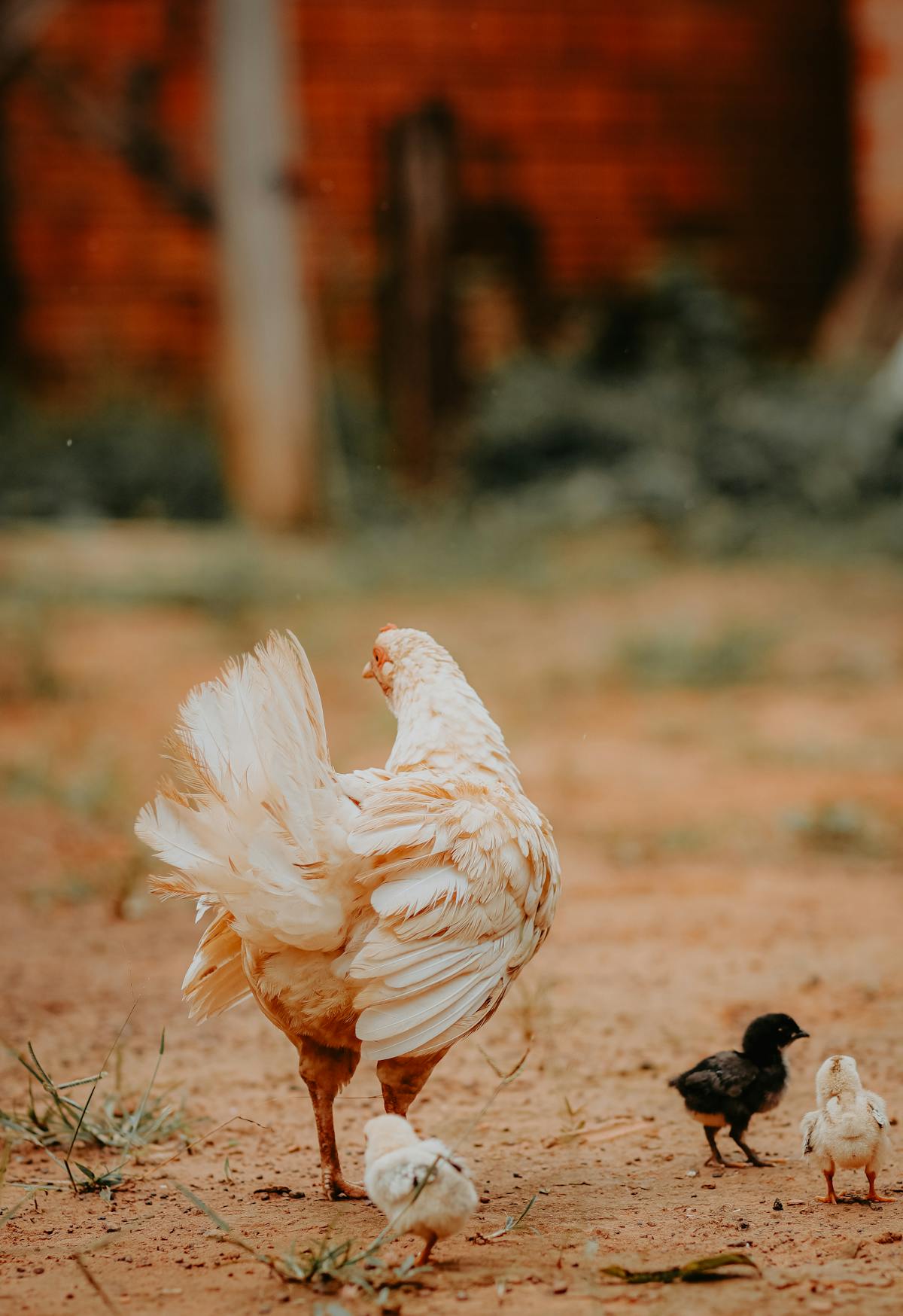 Free+Tuff+Pfp Photos, Download The BEST Free Free+Tuff+Pfp Stock Photos ...