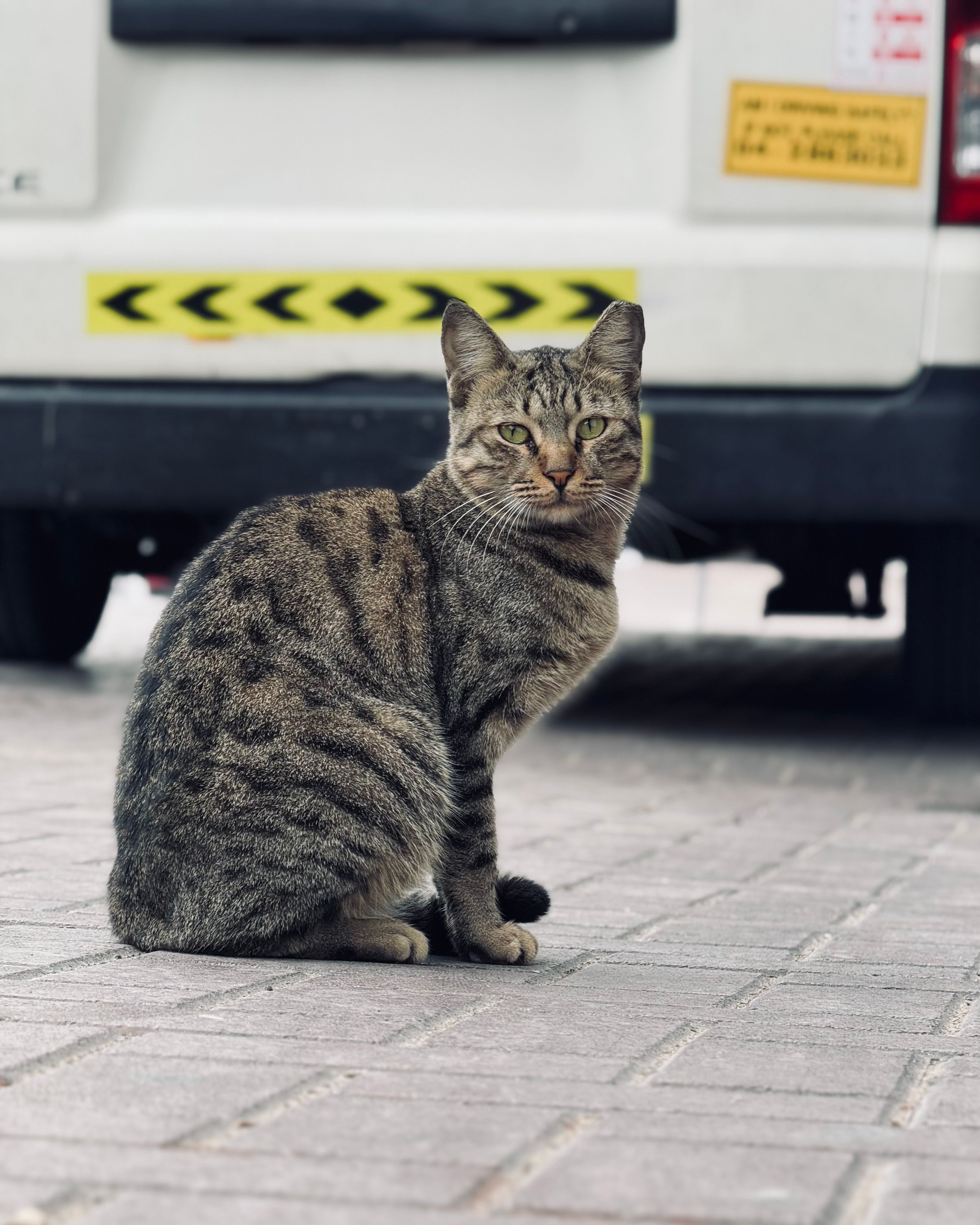 Street Cat Sitting by Vehicle on Pavement · Free Stock Photo