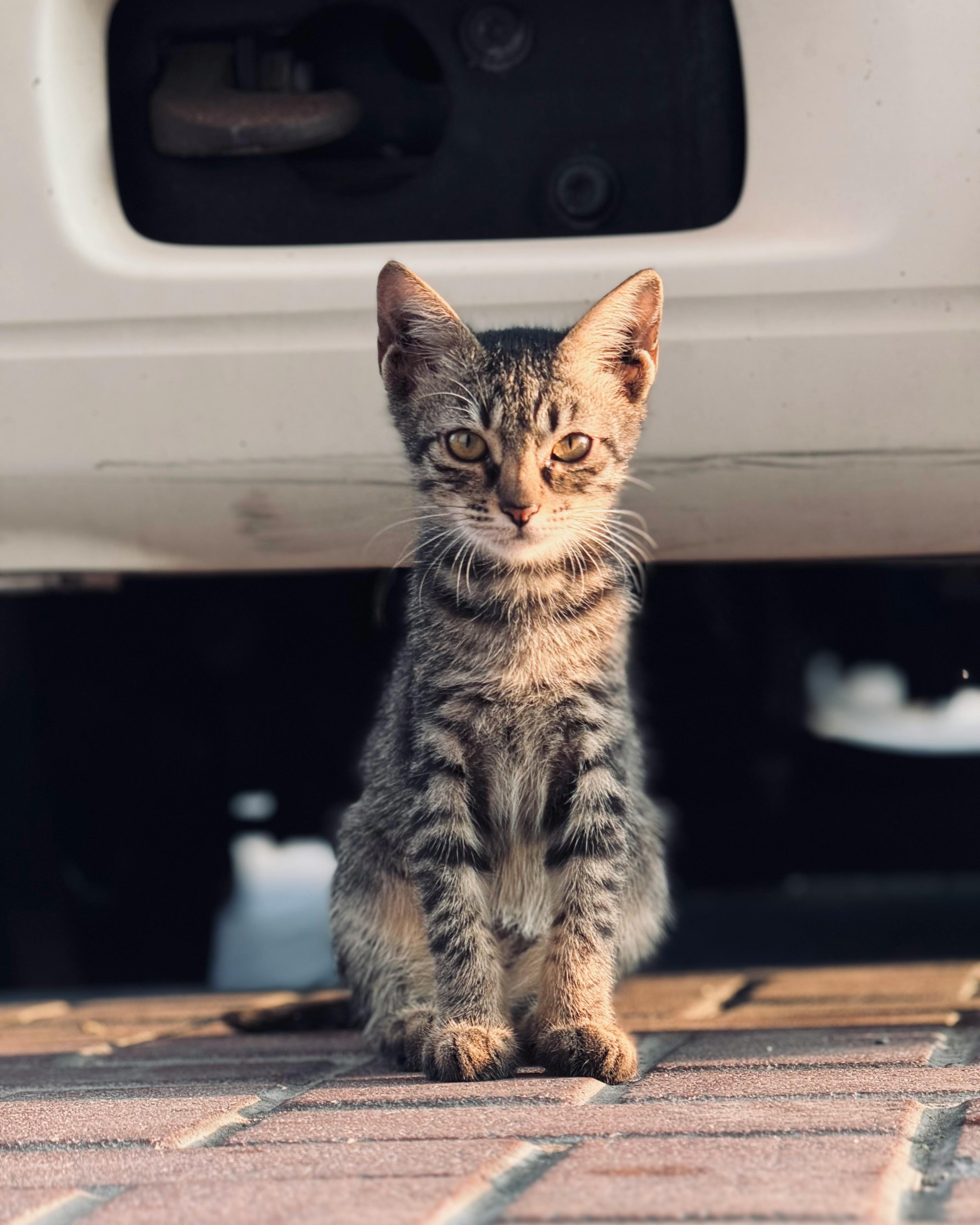 Plugged Ears Photos, Download The BEST Free Plugged Ears Stock Photos ...